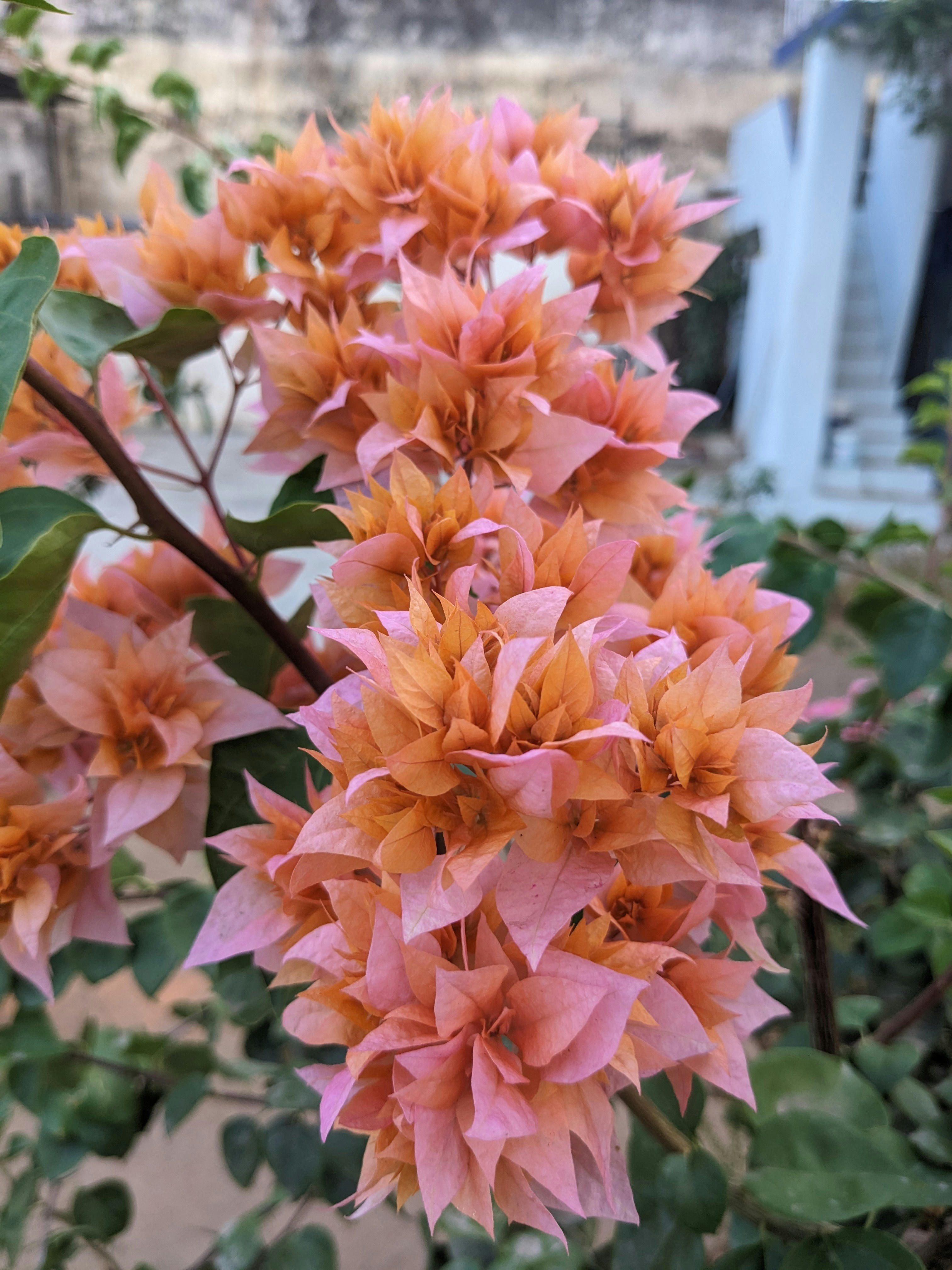 Coral-Orange Bougainvillea Bloom Cluster in Soft Garden Light