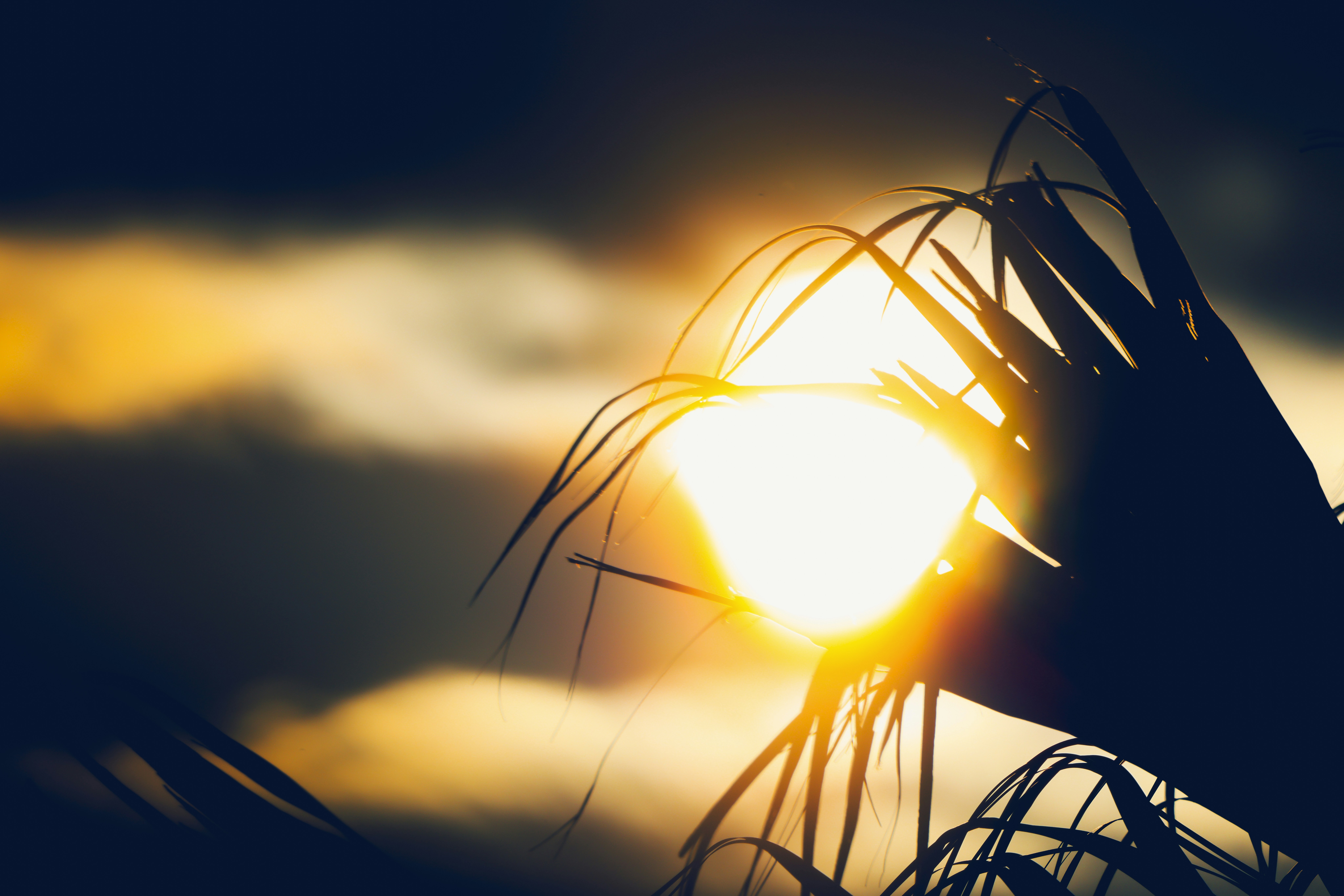 Sunlight filtering through palm fronds against a dramatic sky. A moment capturing the interplay of light and shadow.