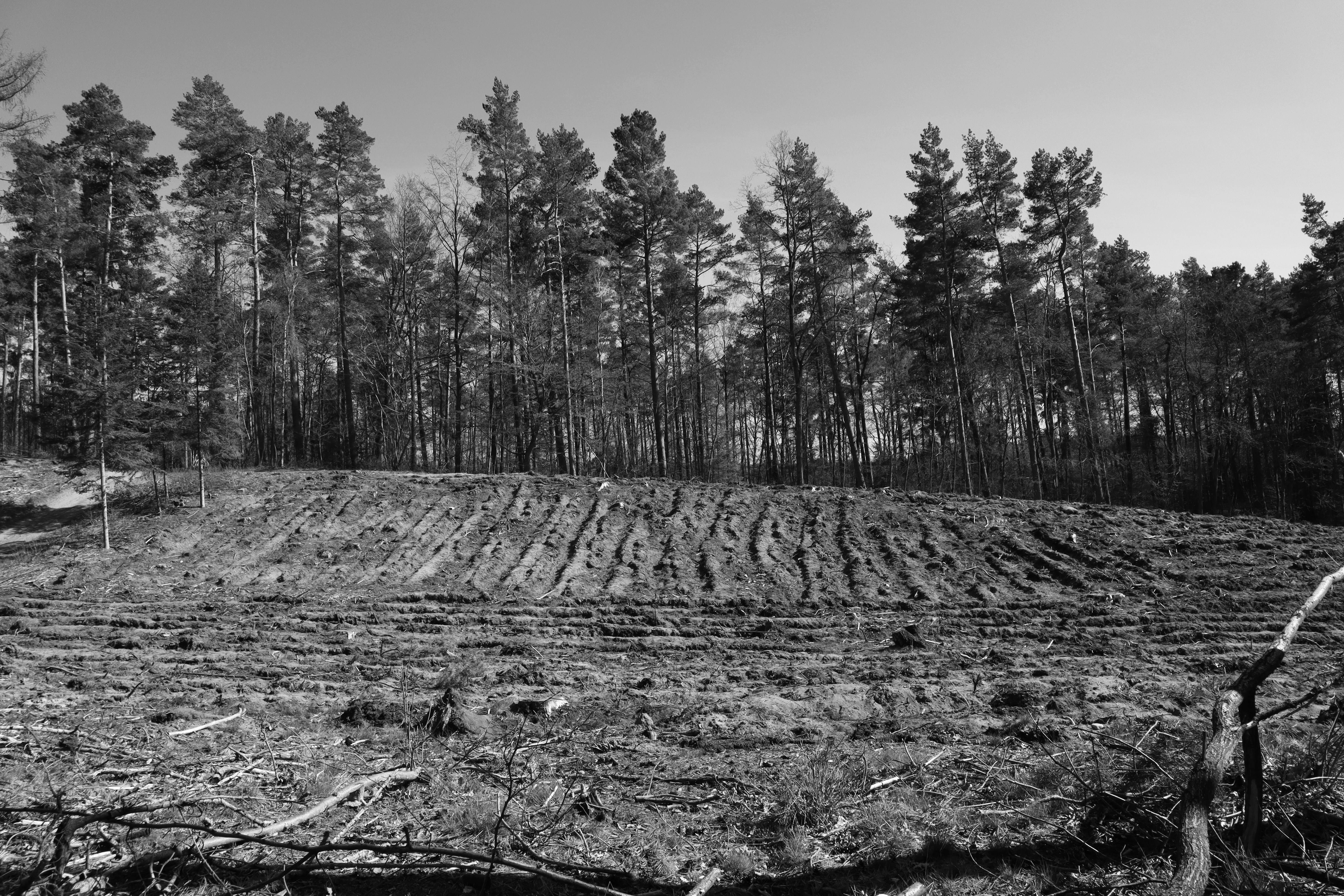 Cleared Field, Silent Pines: A Landscape in Striated Light