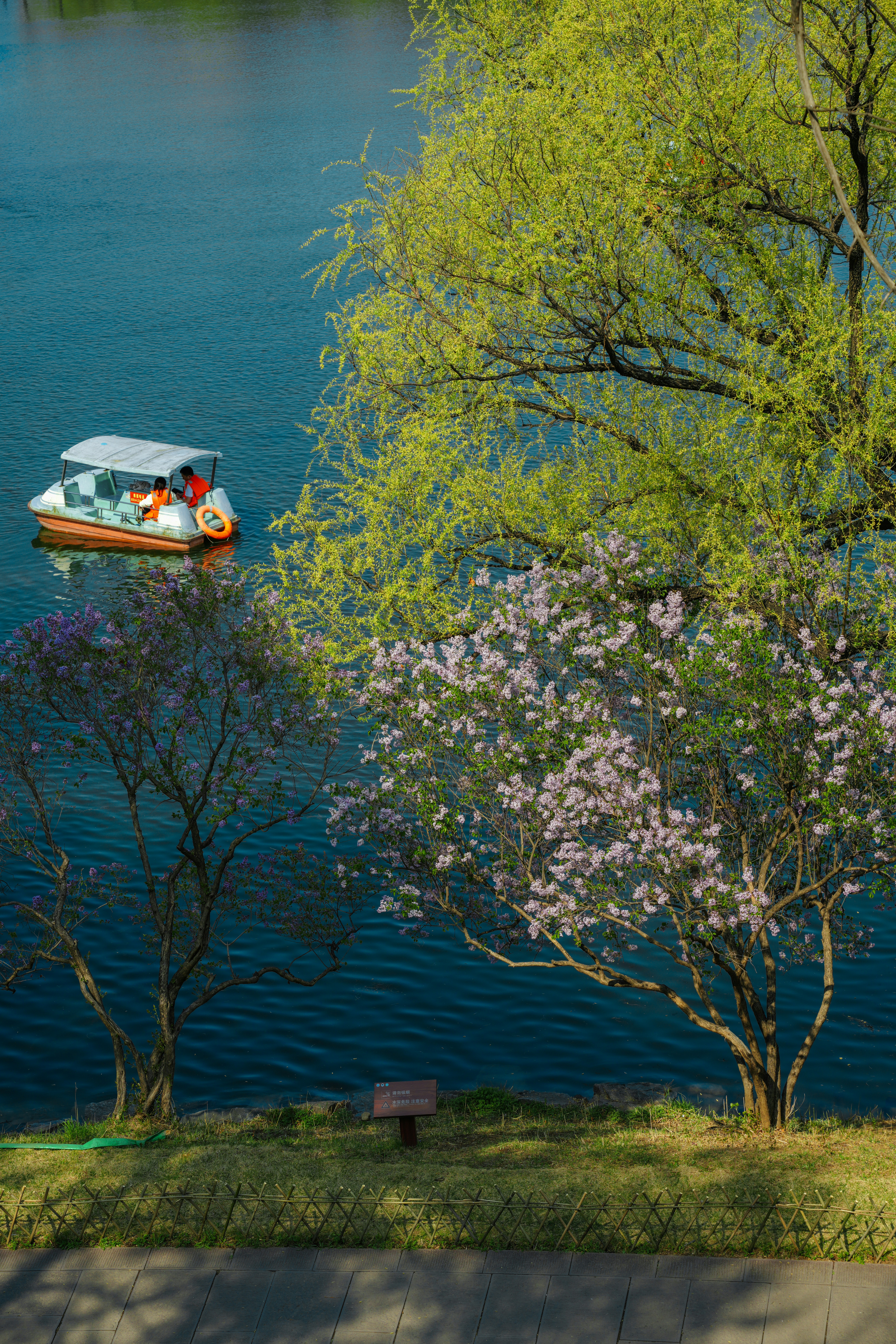 Petal-Lined Shoreline and a Quiet Boat on Spring-Blue Water