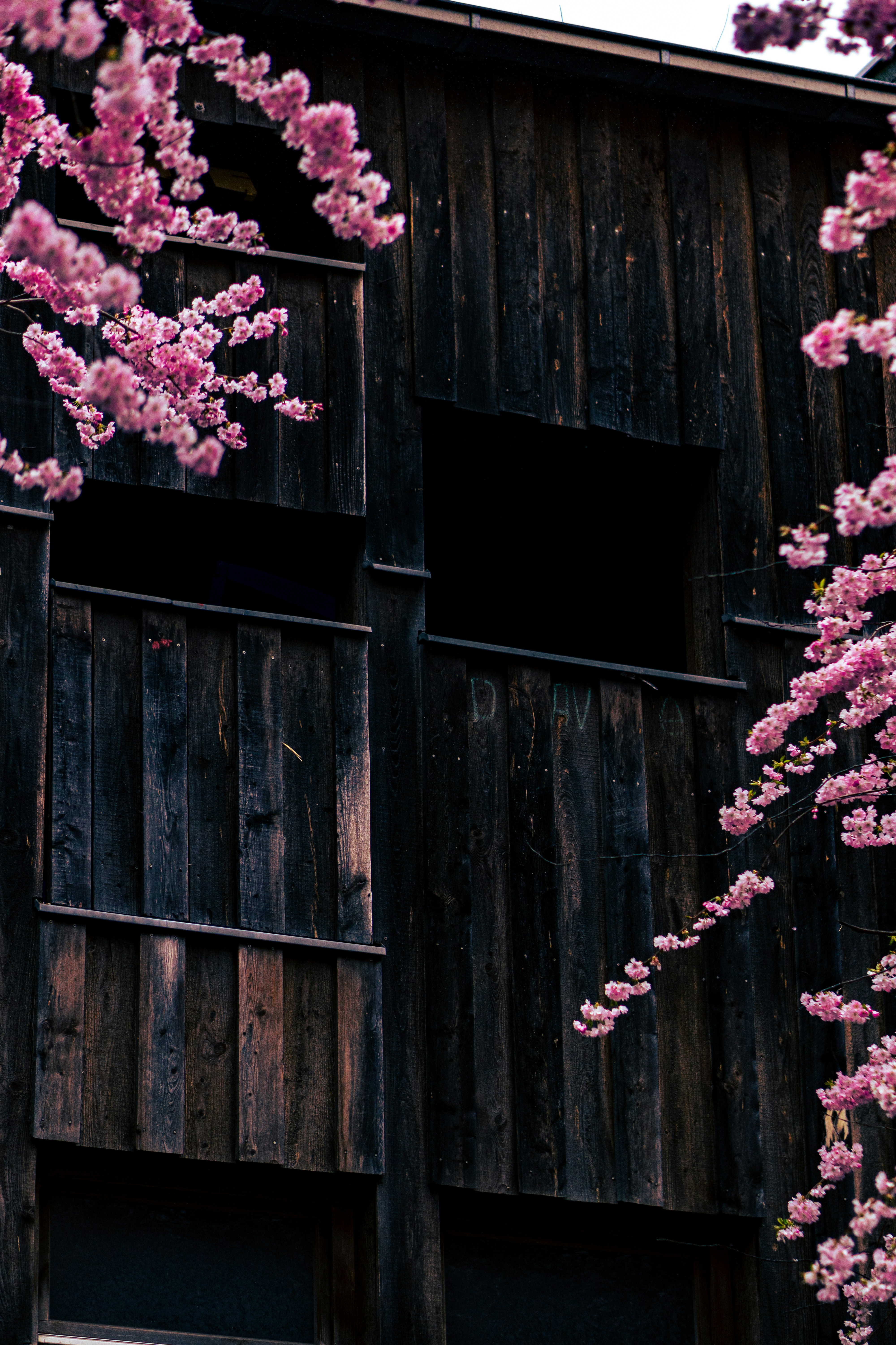 Blossoms Framing a Weathered Facade: A Quiet Void Among Planks