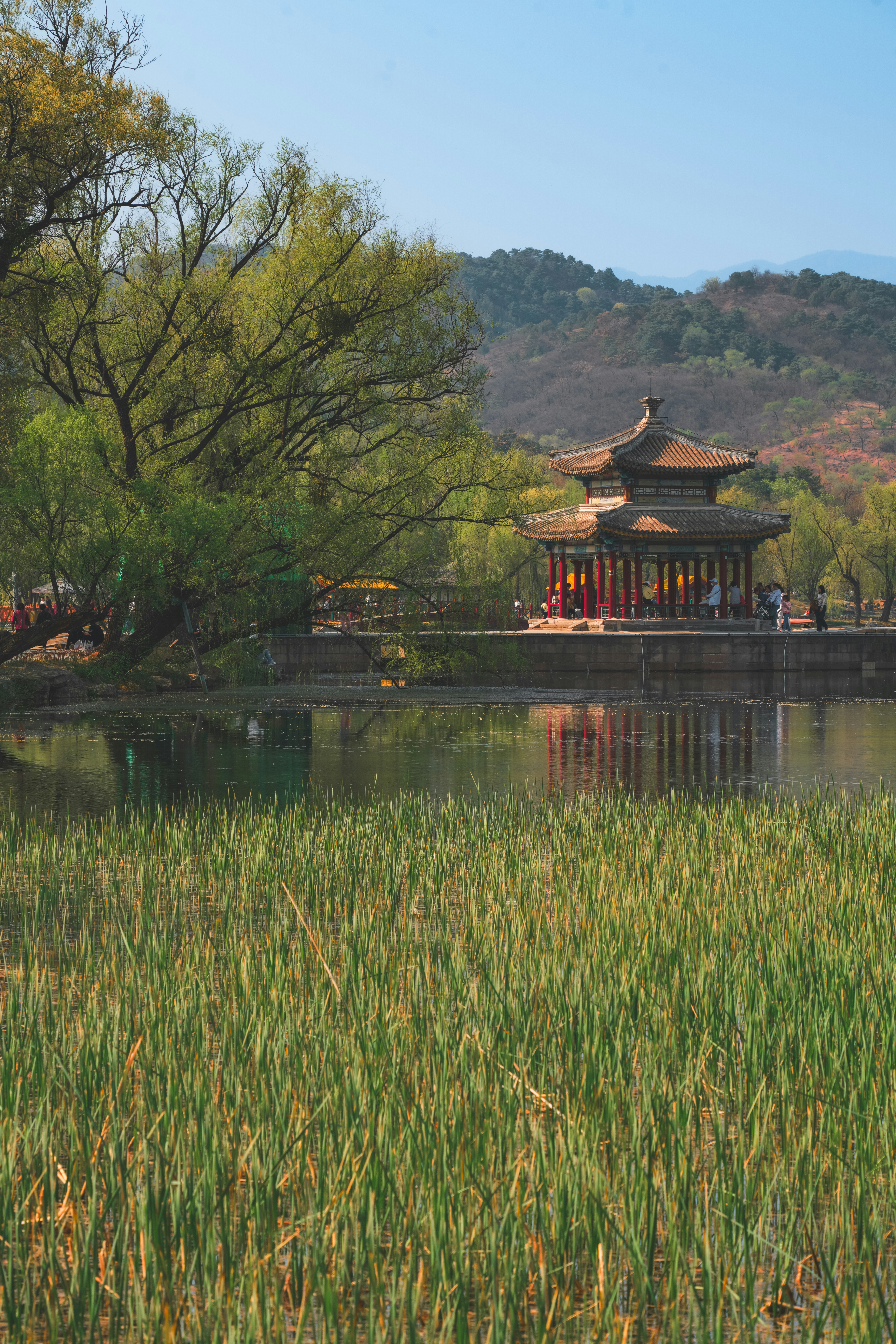 A tranquil pond scene features a traditional pavilion perched on a platform beside calm water, with tall reeds in the foreground and trees lining the shore.