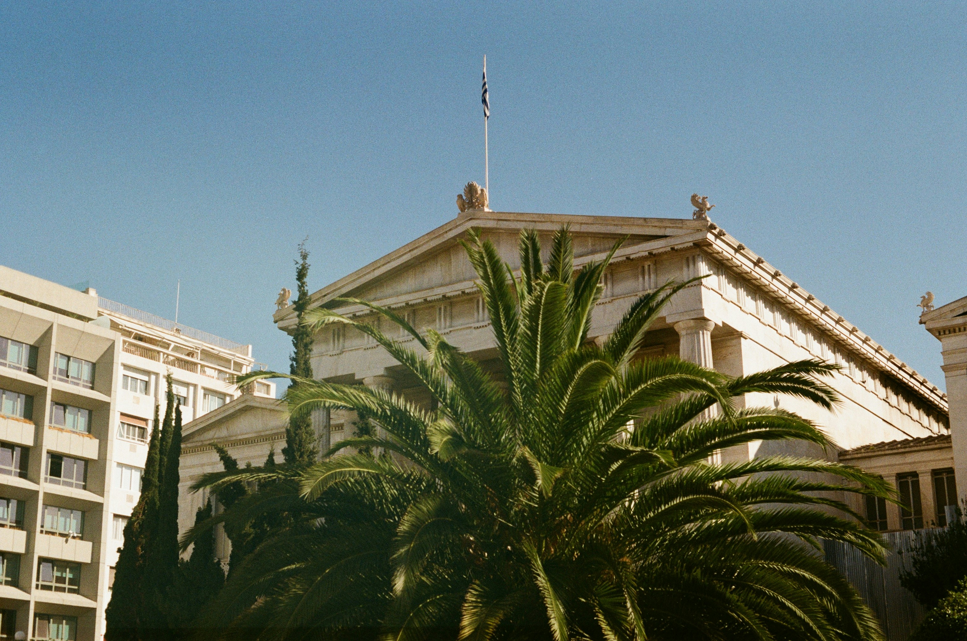 Neoclassical building with a broad pediment rises behind a cluster of palm fronds on a bright day. The scene contrasts architectural detail with tropical greenery.