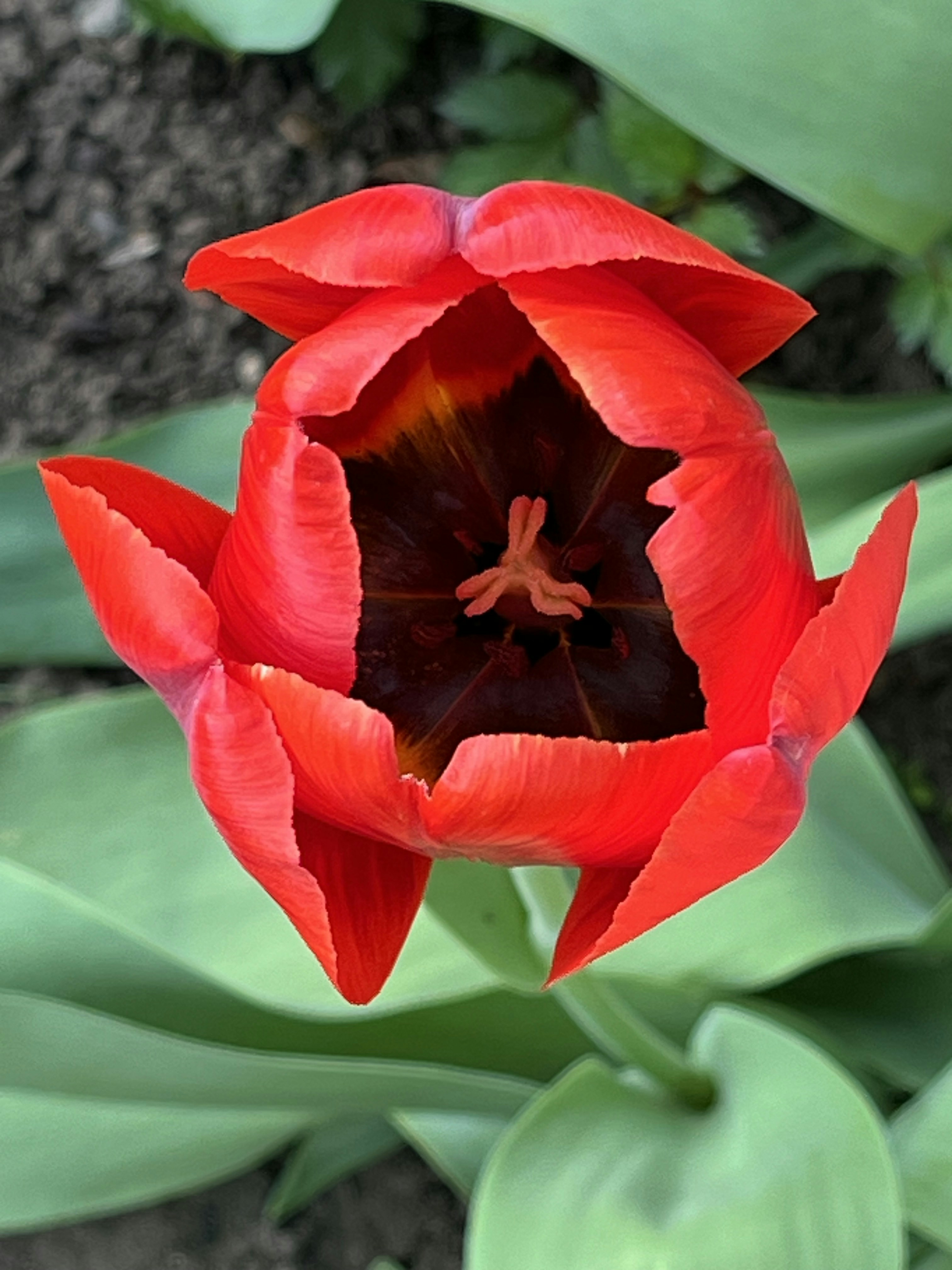 Red Tulip Front and Center: Unfolding Crimson Bloom