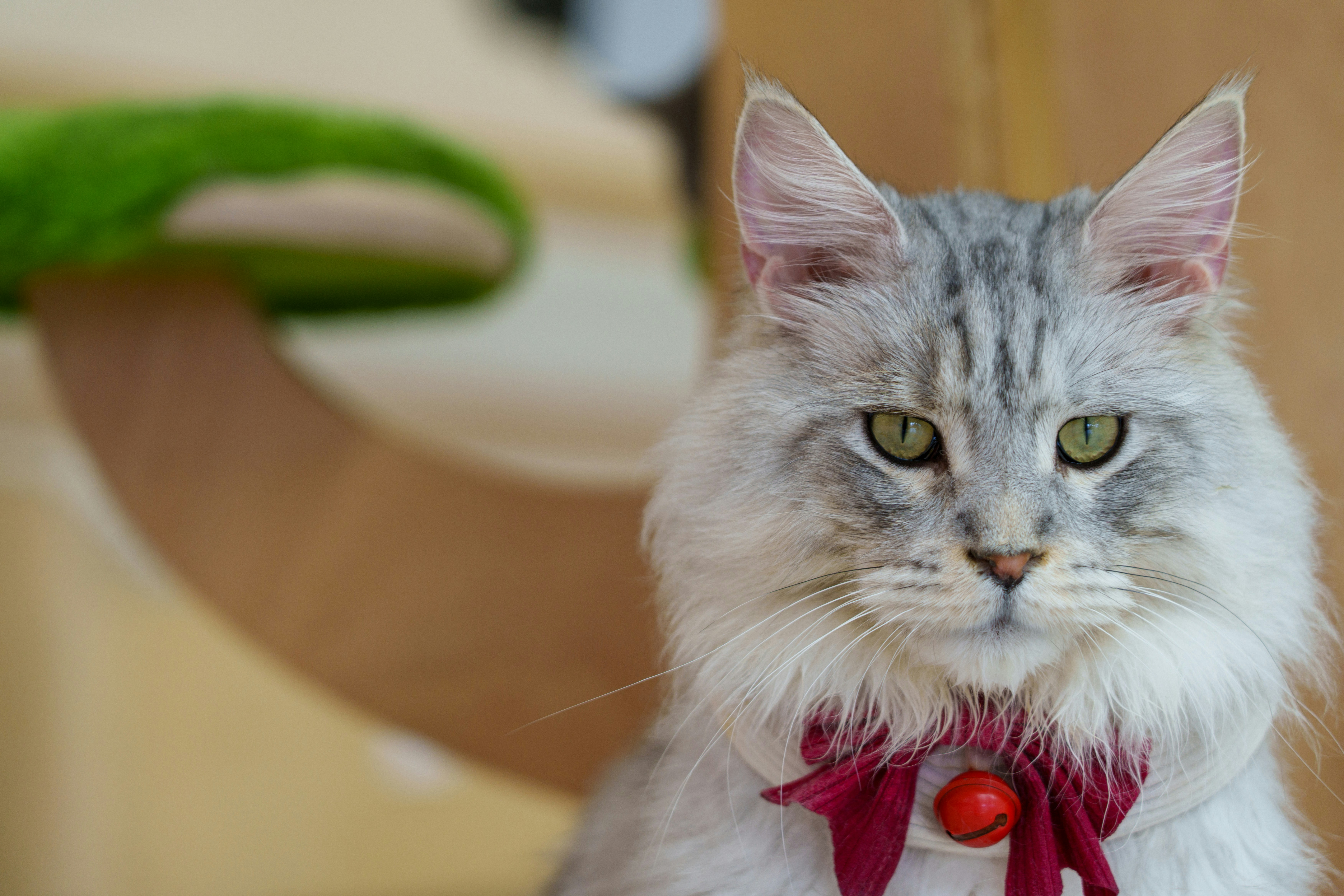 Prince with a Velvet Ribbon: A Cat Portrait in Warm Indoor Light