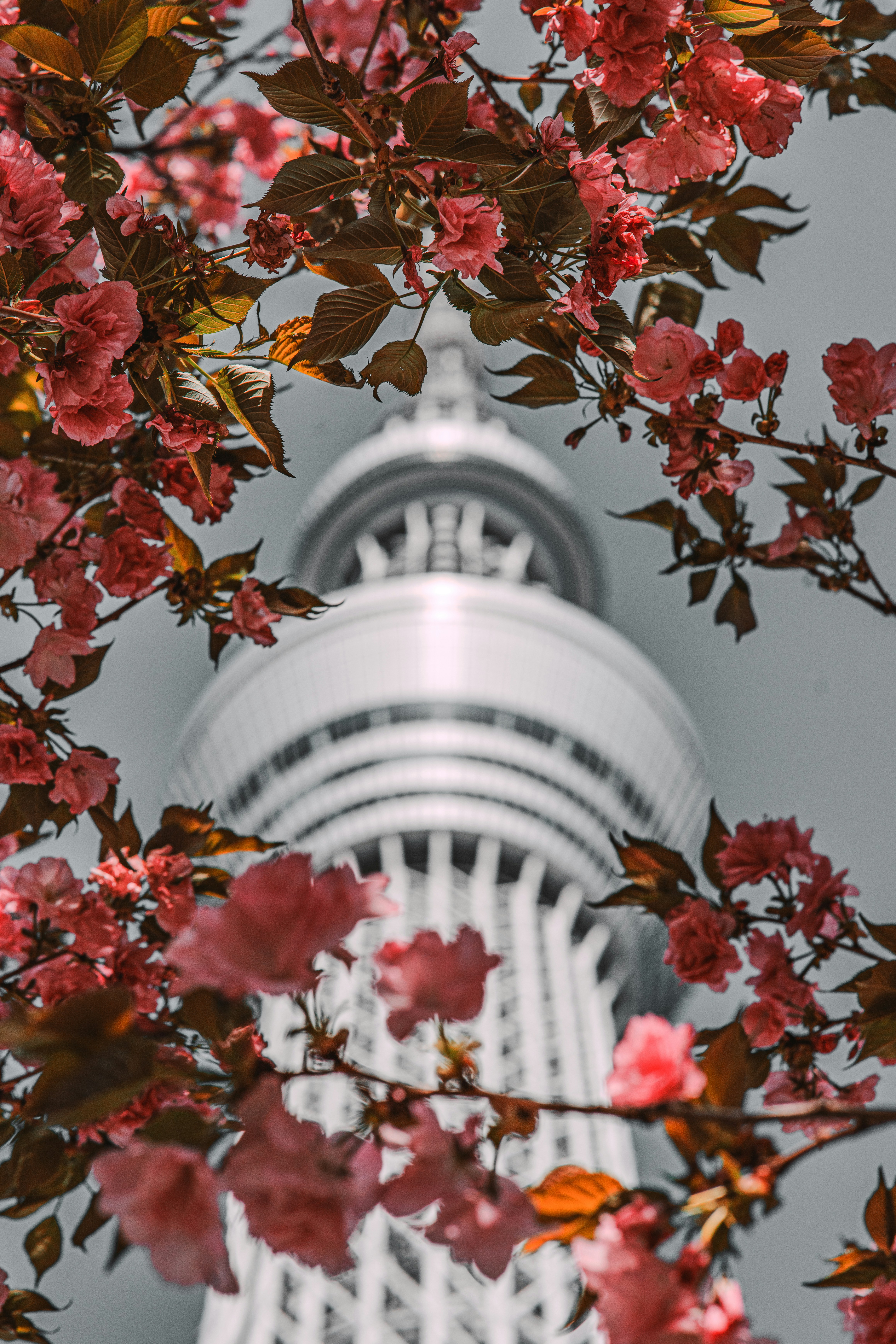 Blossoms Framing the Skyward Tower