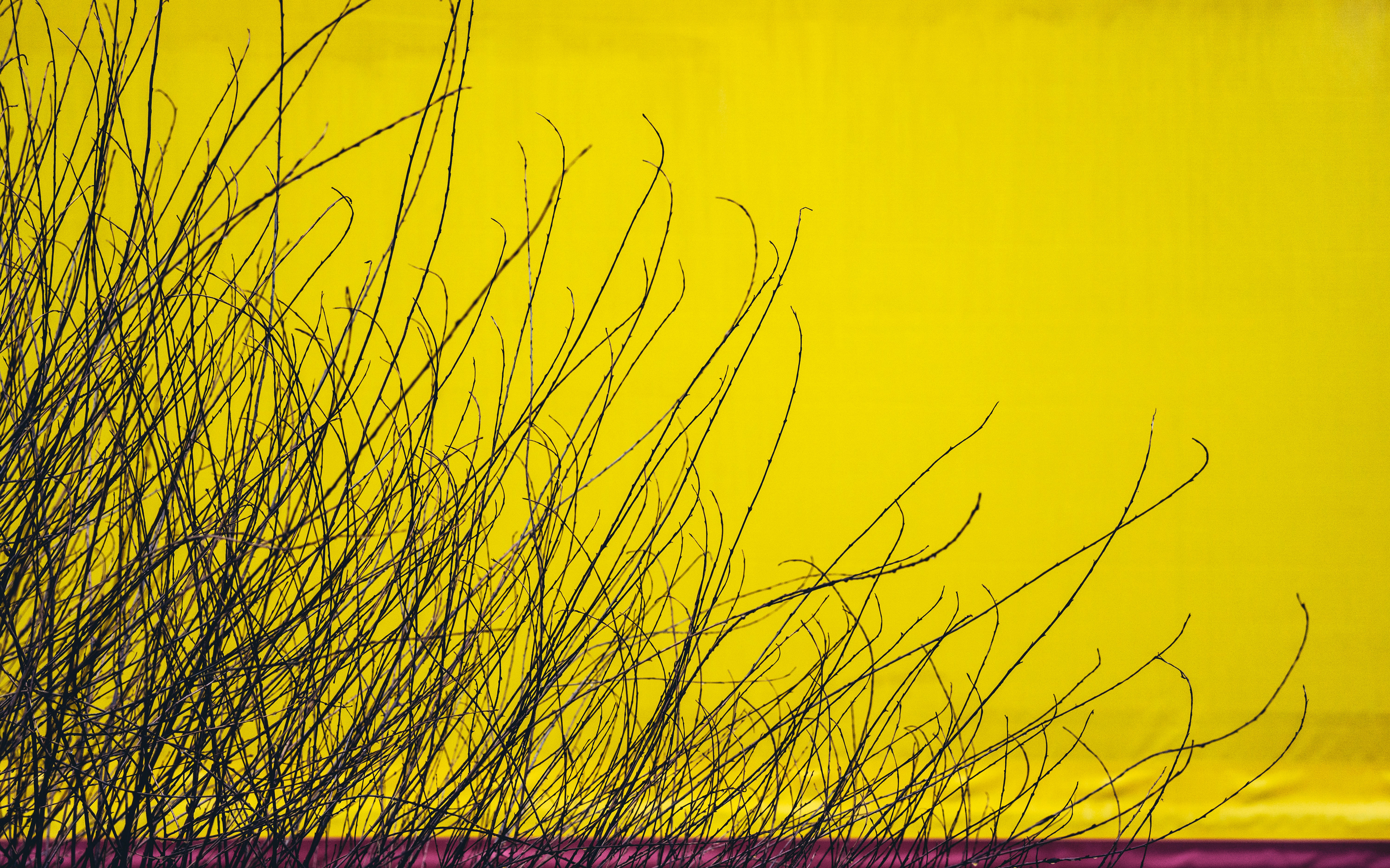 Yellow Field of Echoes: Tangle of Twigs Against Sunlit Wall