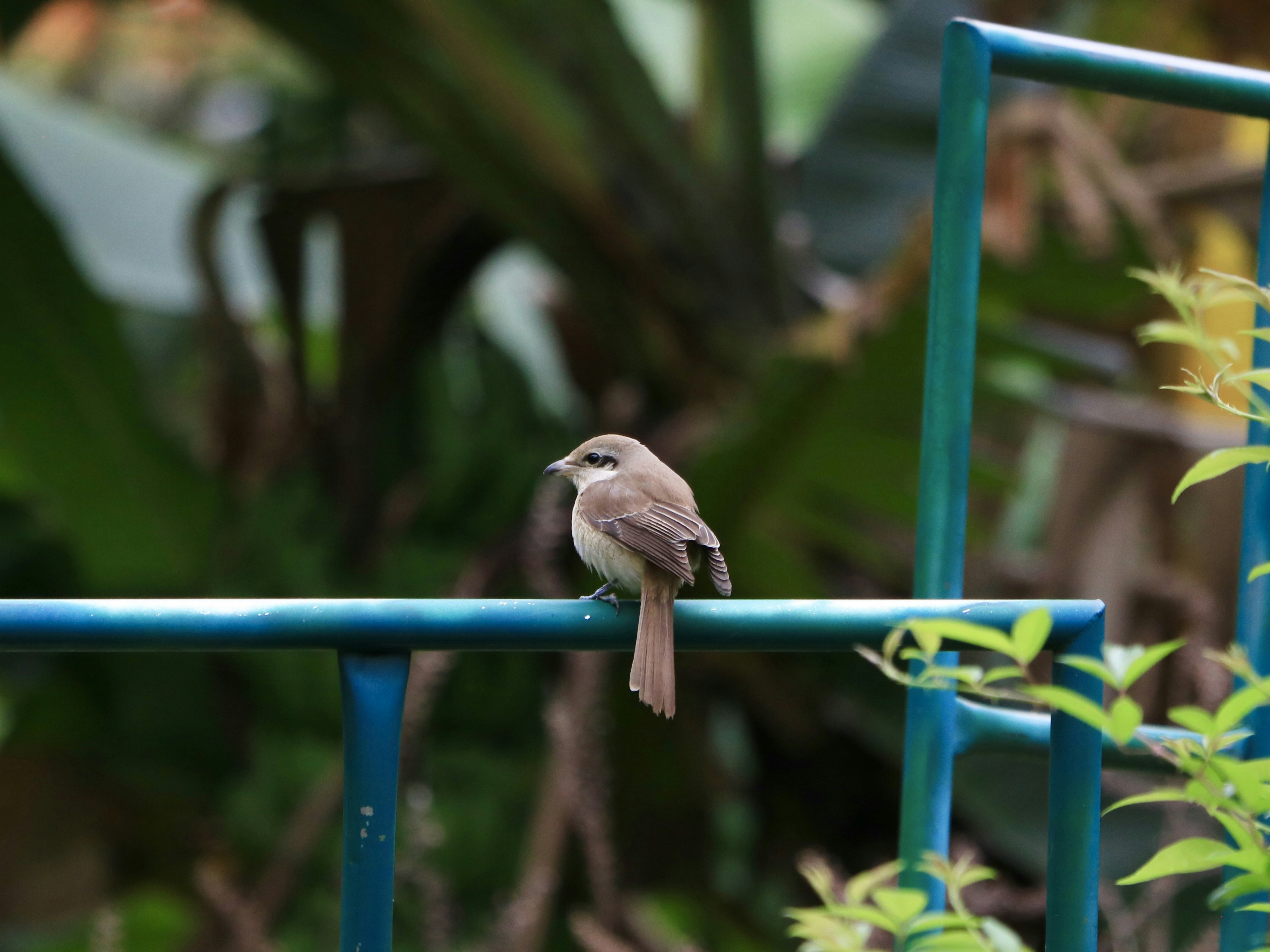 Perched on a cobalt railing, a brown songbird surveys a leafy garden