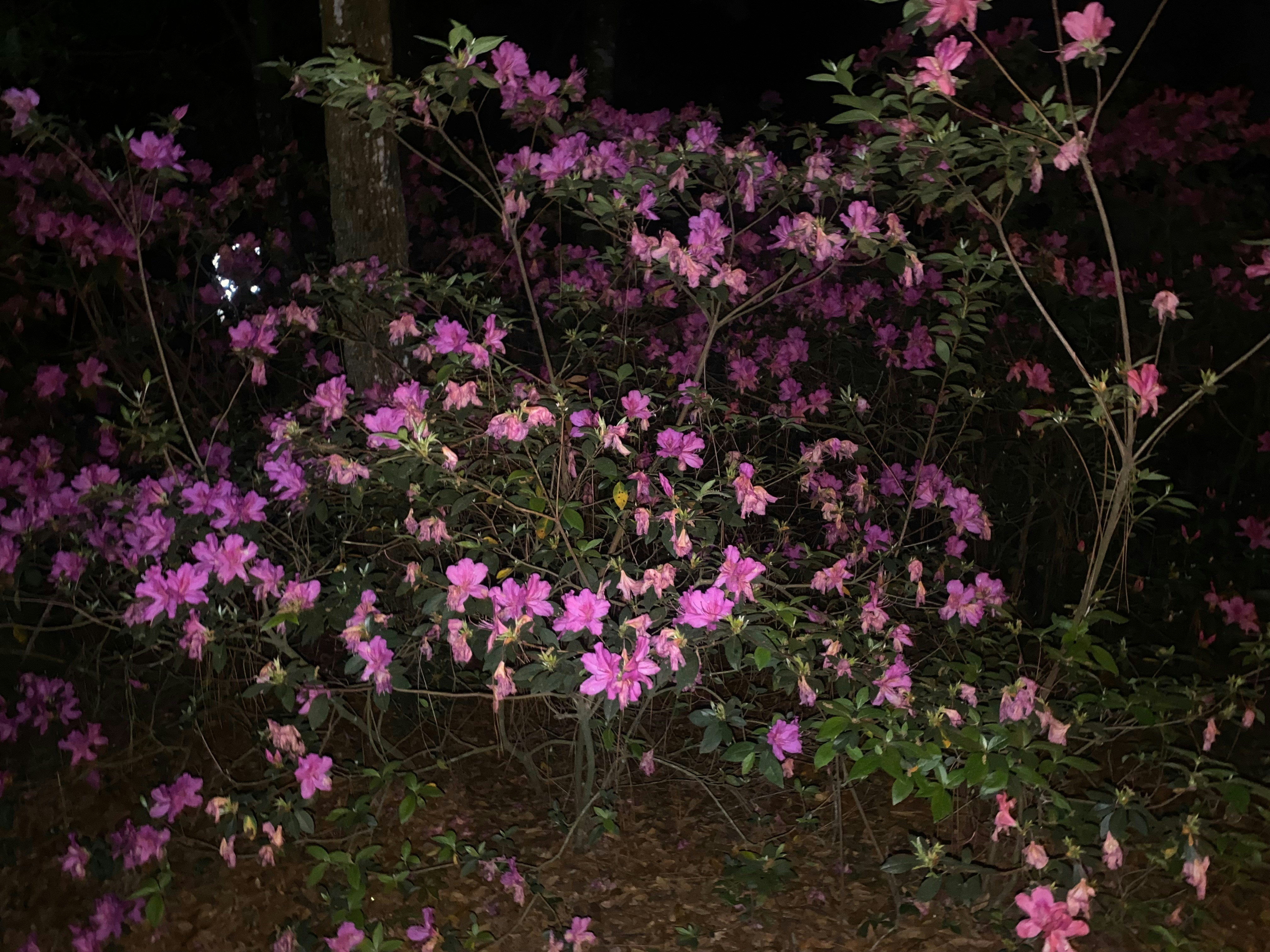 Night Bloom: Pink Azaleas Flicker in the Garden Glow