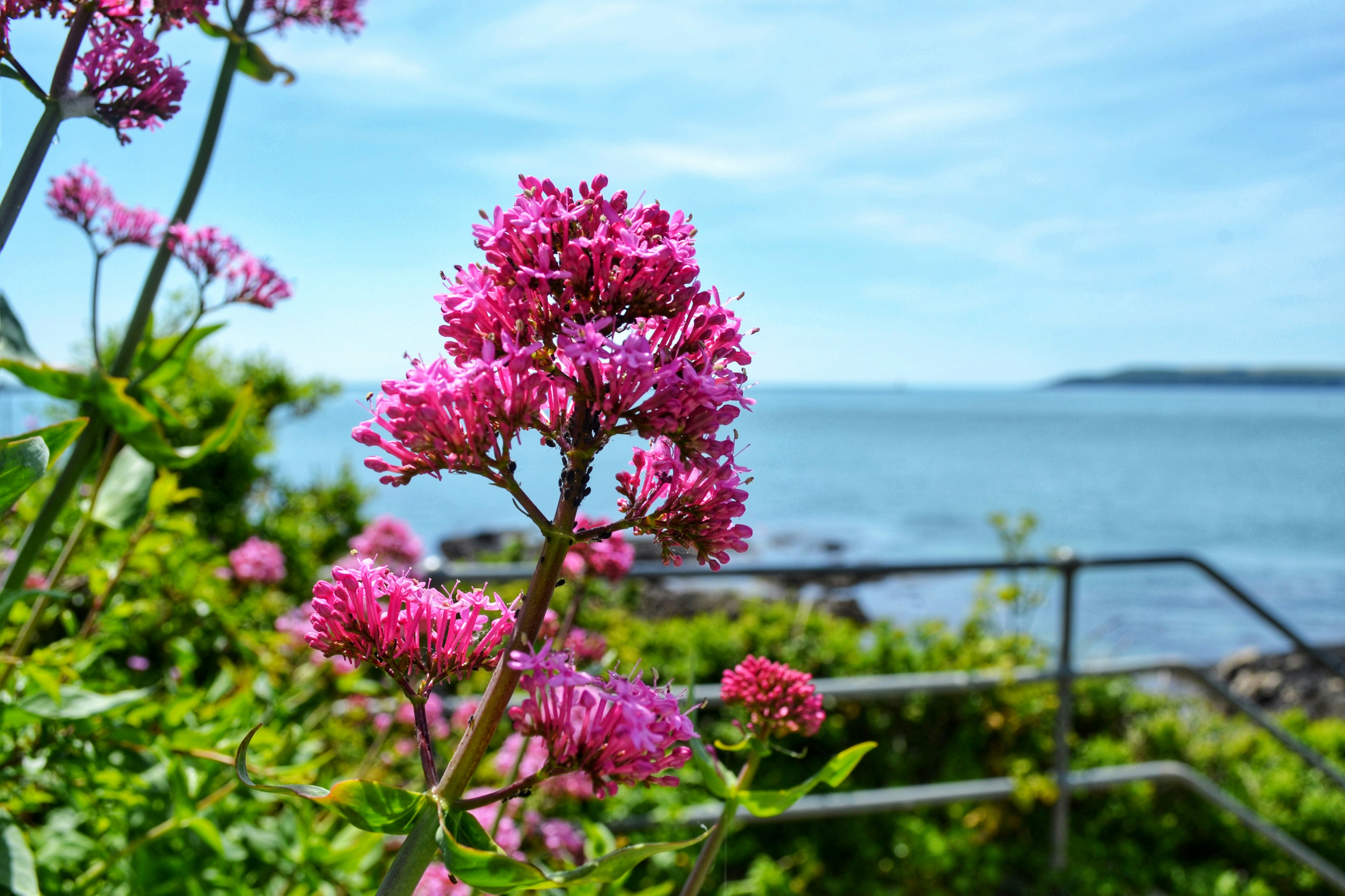 Pink bloom in sharp focus with sea horizon in the background