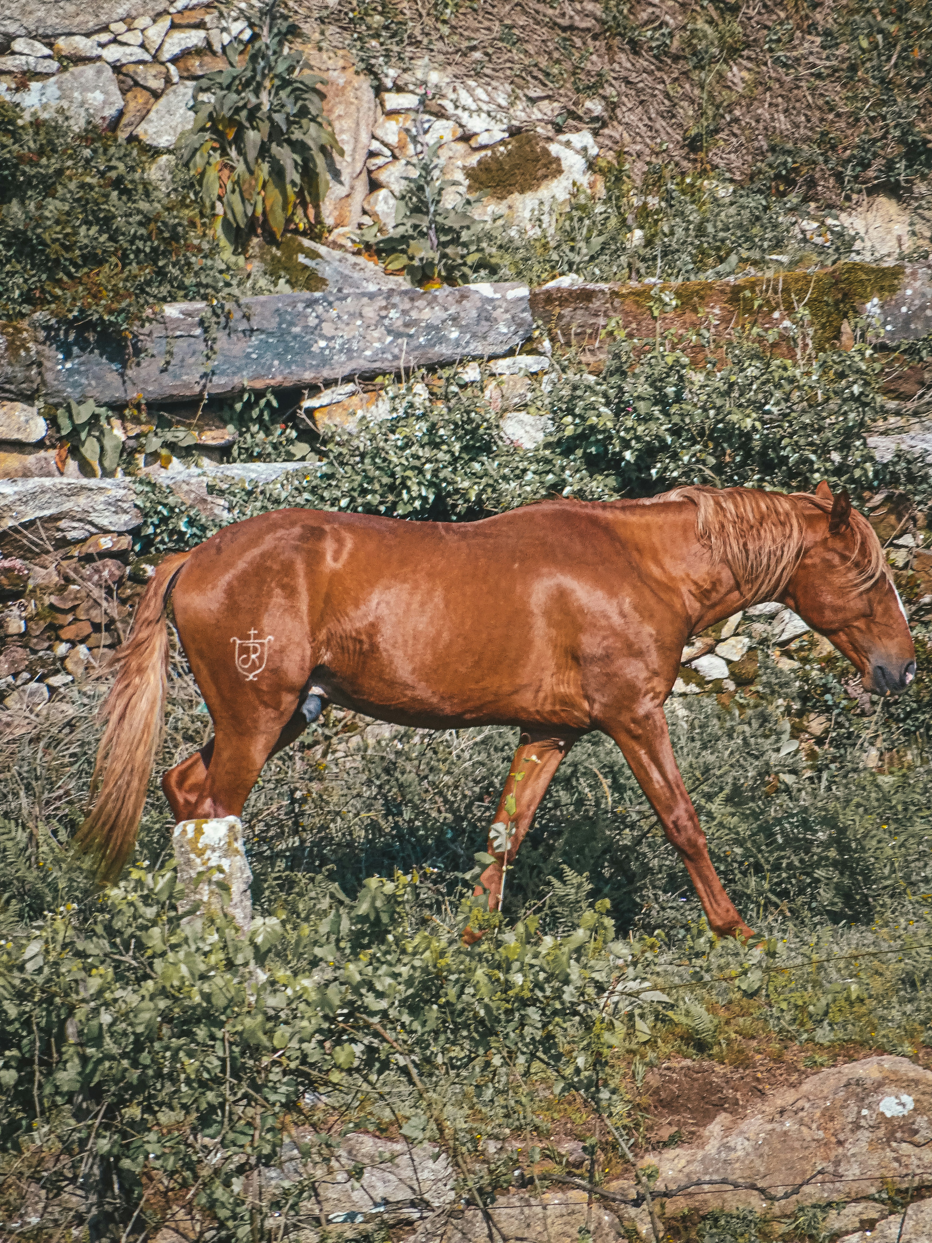 Horse - Todos os direitos reservado a PHOZÉ - Fotografia e Video & José Manuel Machado