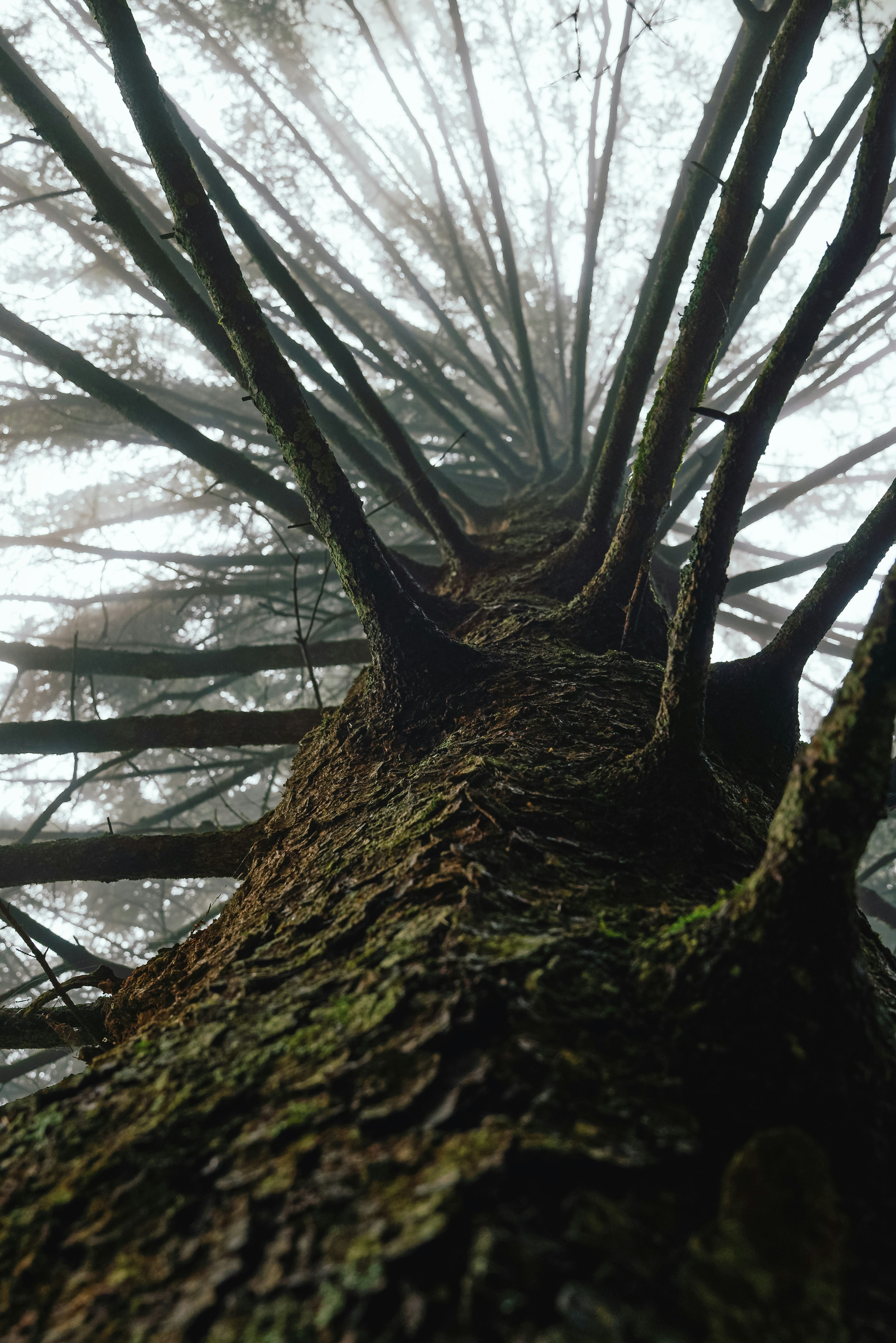 A very tall tree in the middle of a forest photo – Free Nature Image on ...