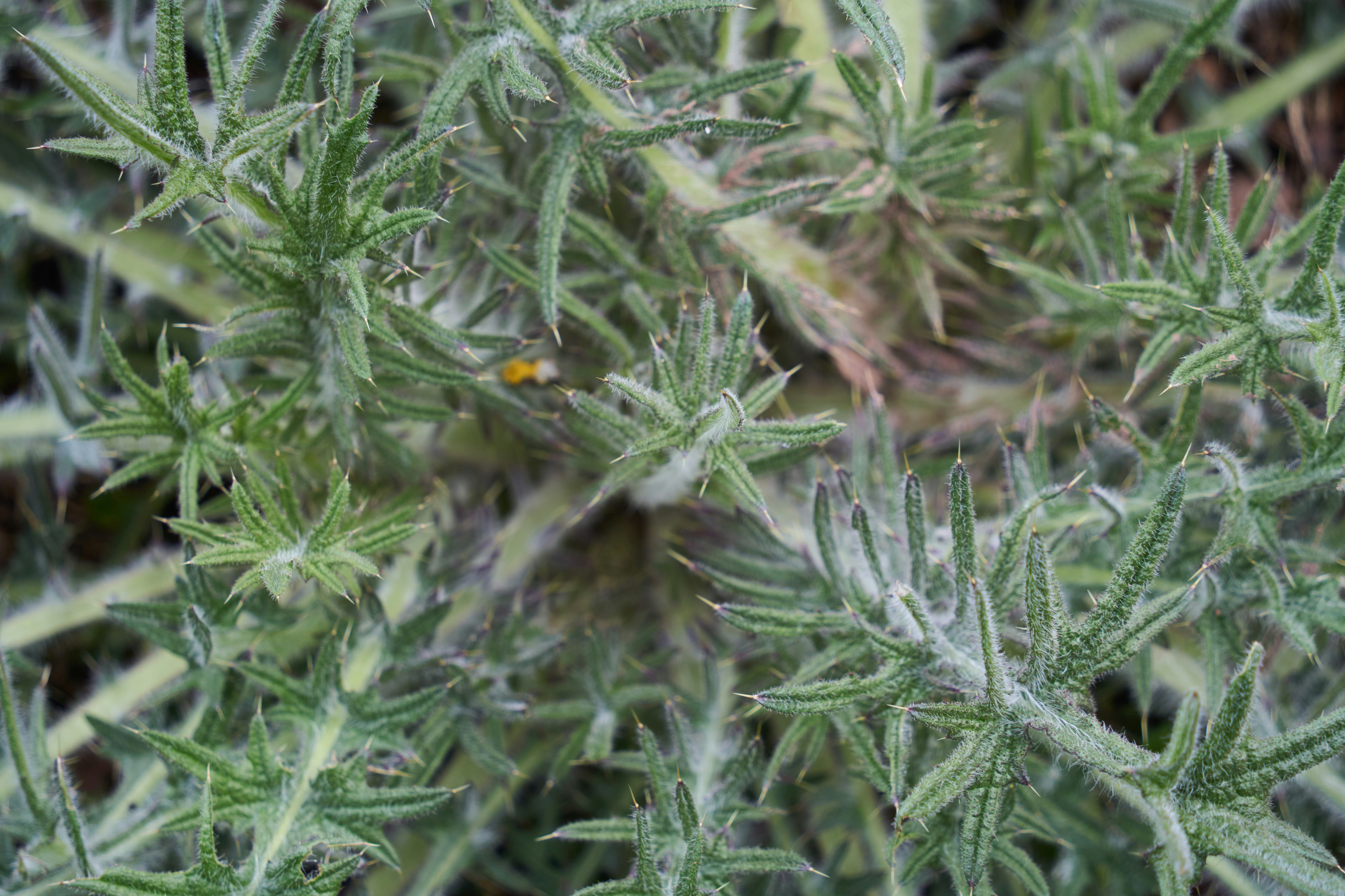 Frost-Kissed Needle Foliage: Close-Up of Aromatic Greens