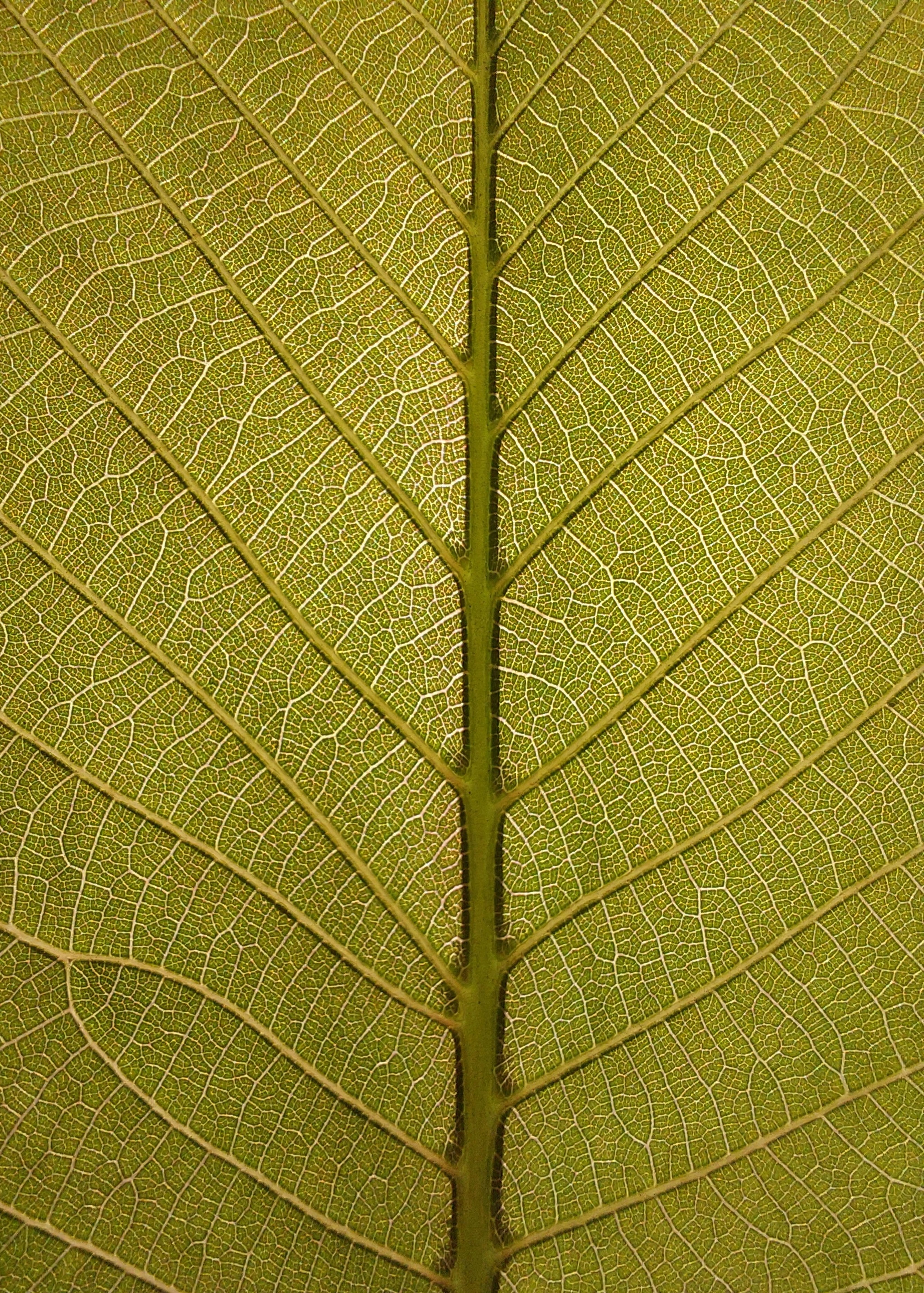 a close up view of a green leaf