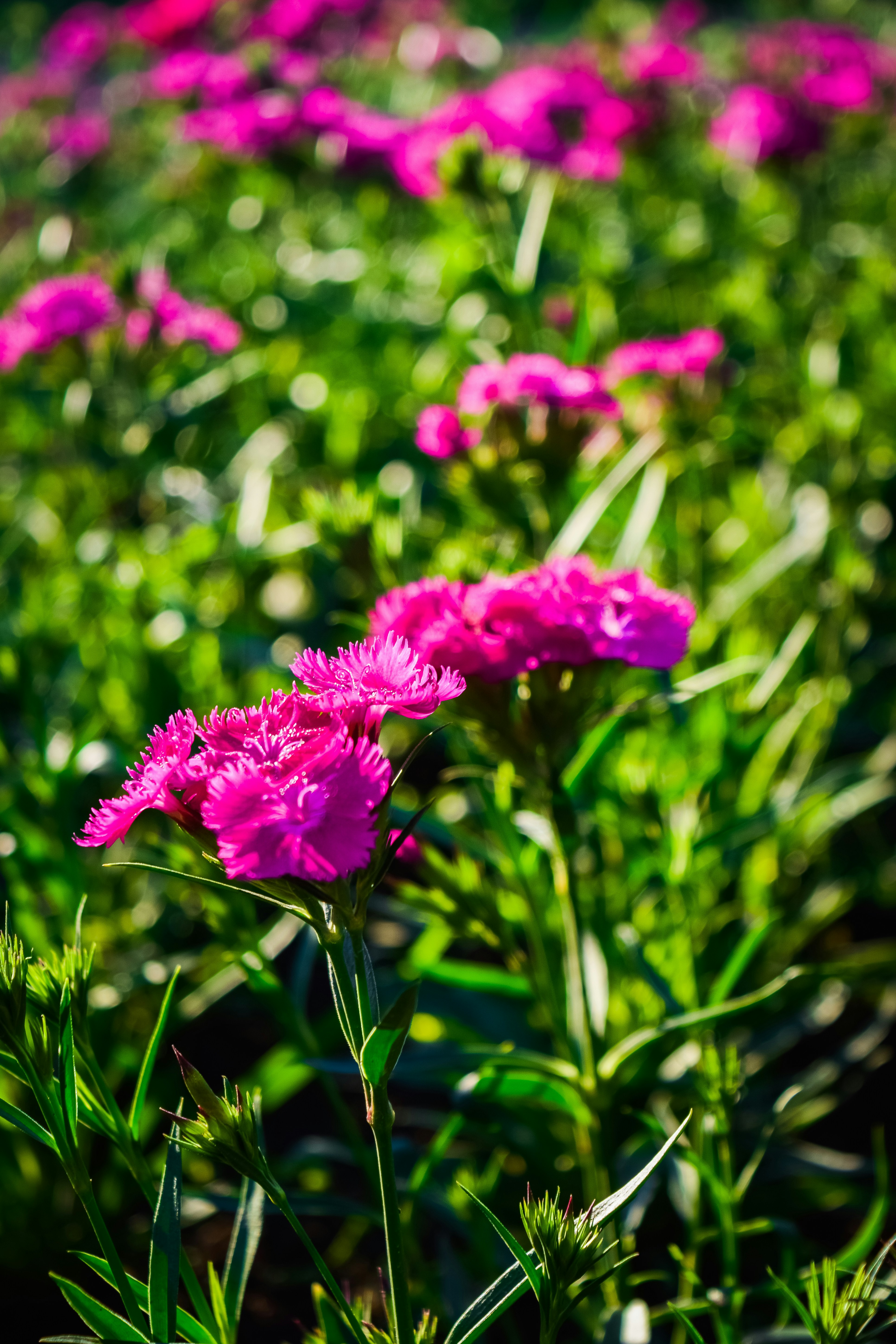 Sunlit Pink Carnations Stand Out in a Field of Green