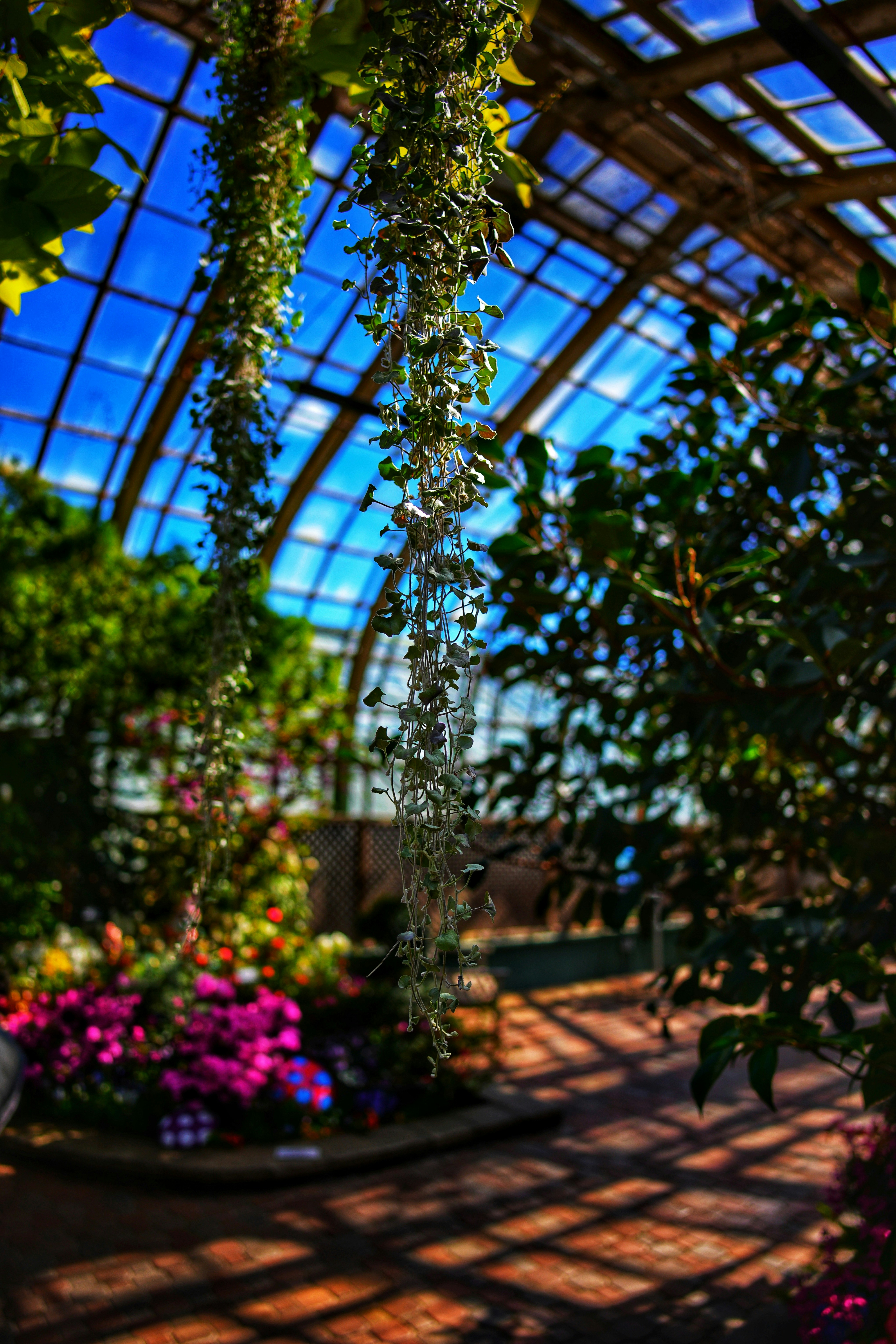 Hanging Vines Under a Glasshouse Sky: Sunlit Conservatory Portrait