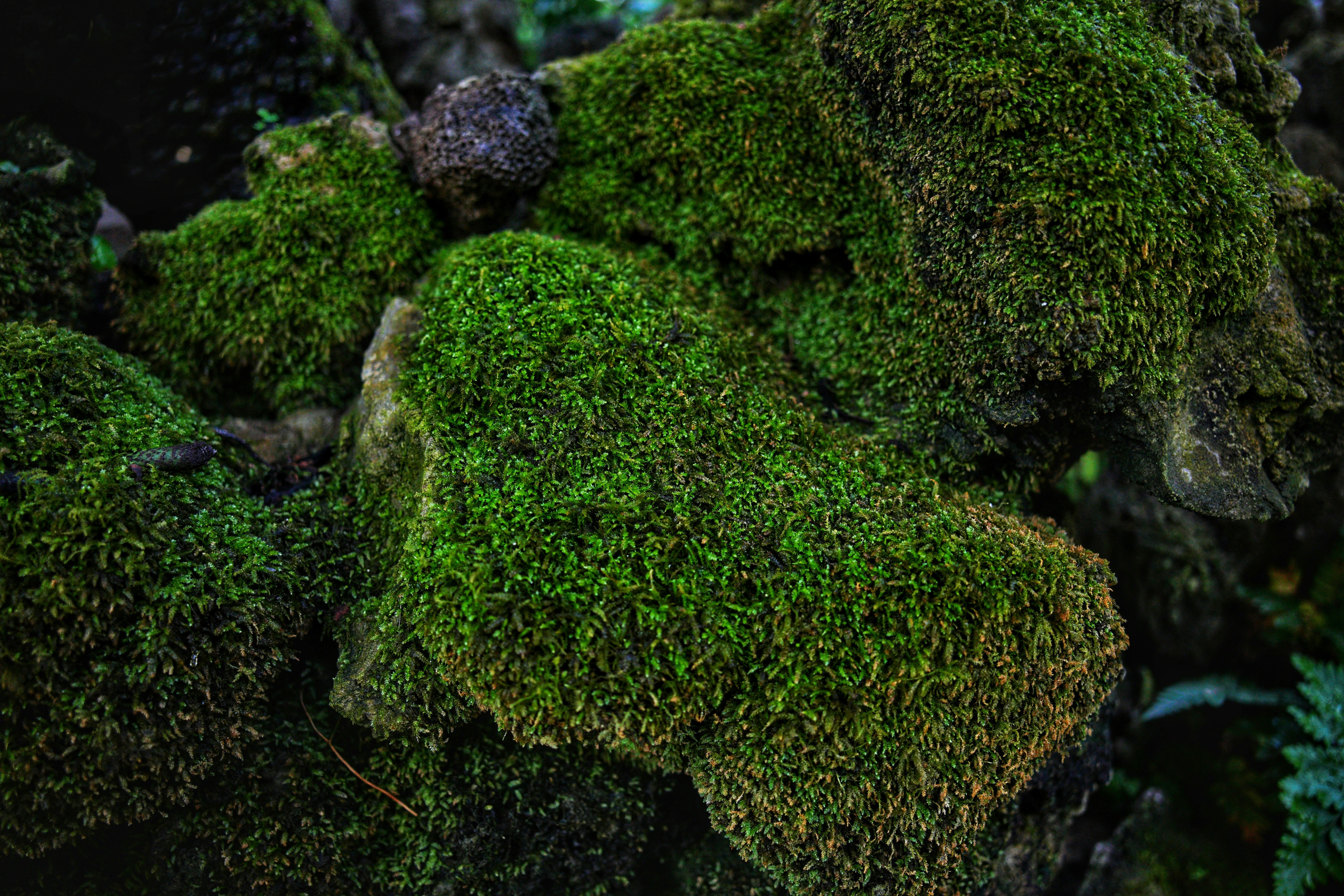 Photo by Jay Patel with Sony Alpha 7 IV