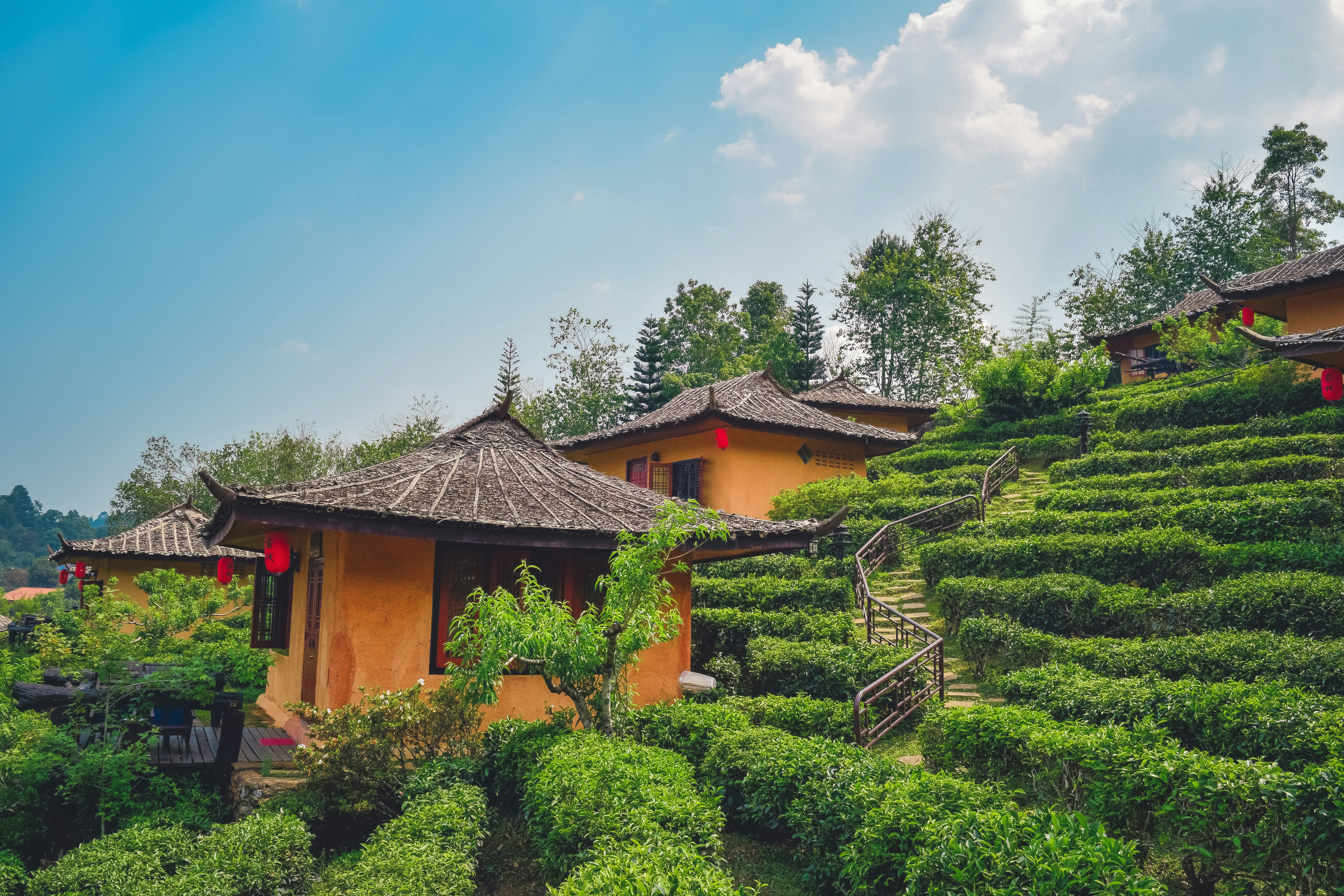 Terraced Tea Courtyards Clinging to a Verdant Slope