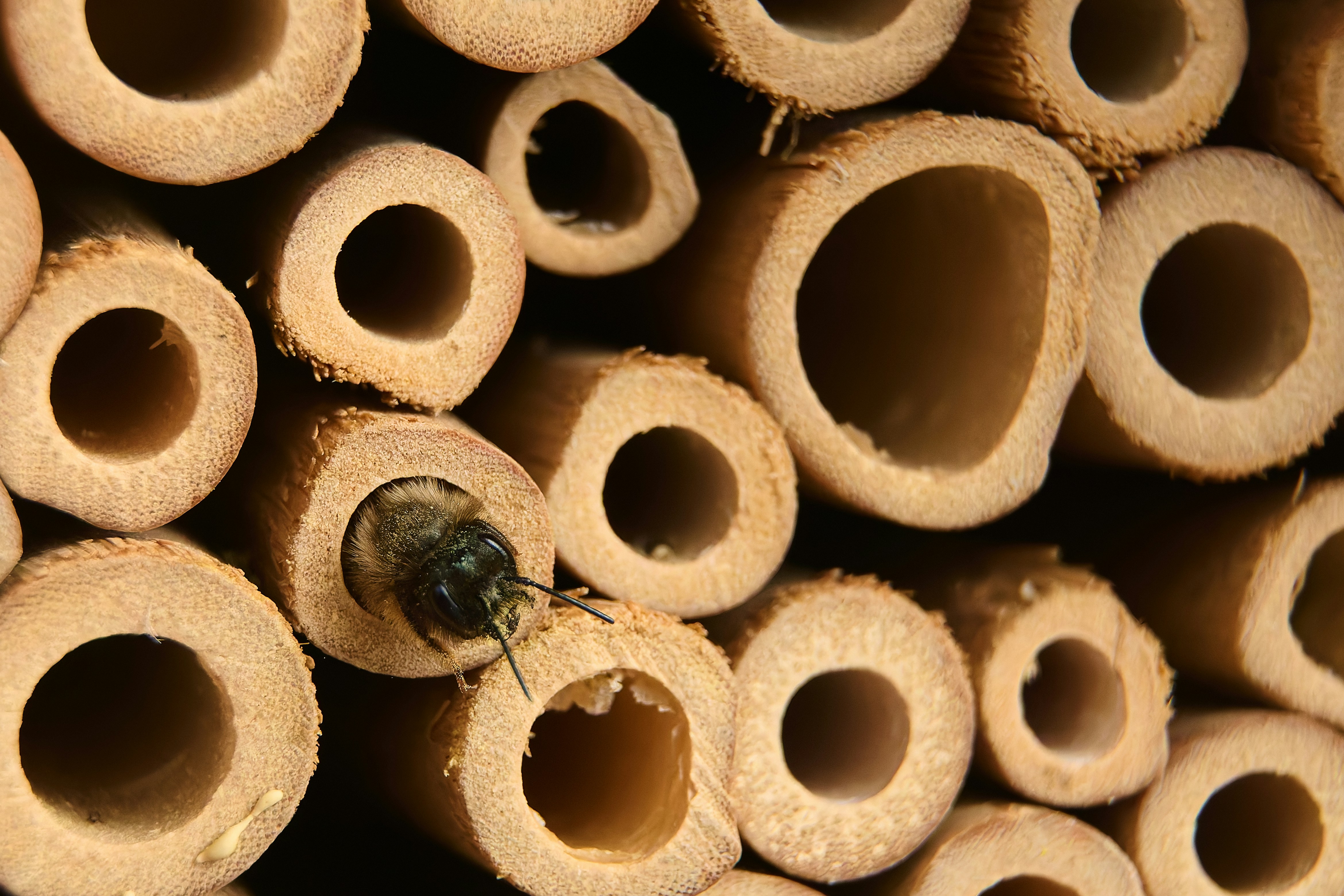 Crafted Hollow: A Bee and the Pencils of Nature
