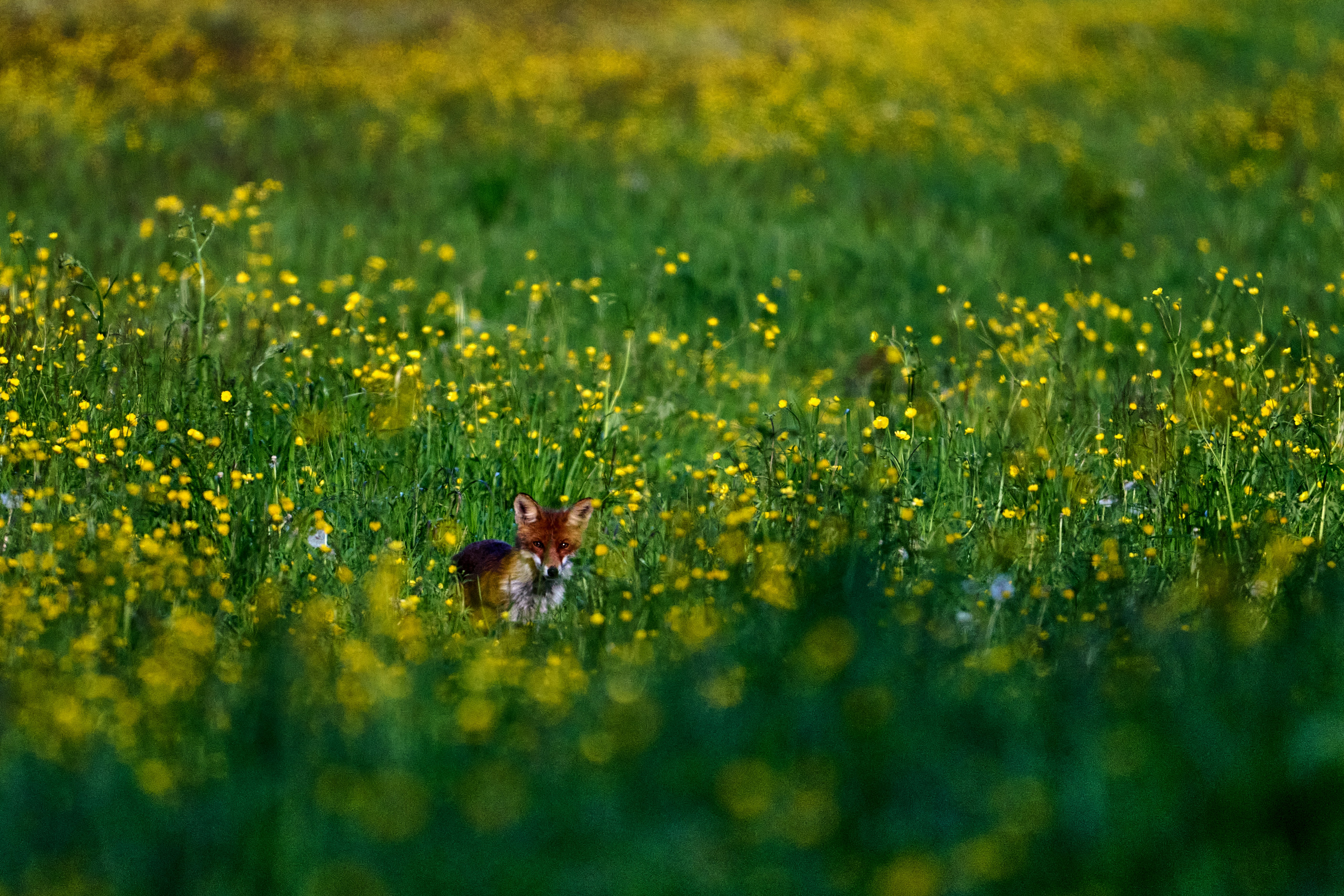 Fox Amid the Golden Bloom: Focused Quiet in a Meadow