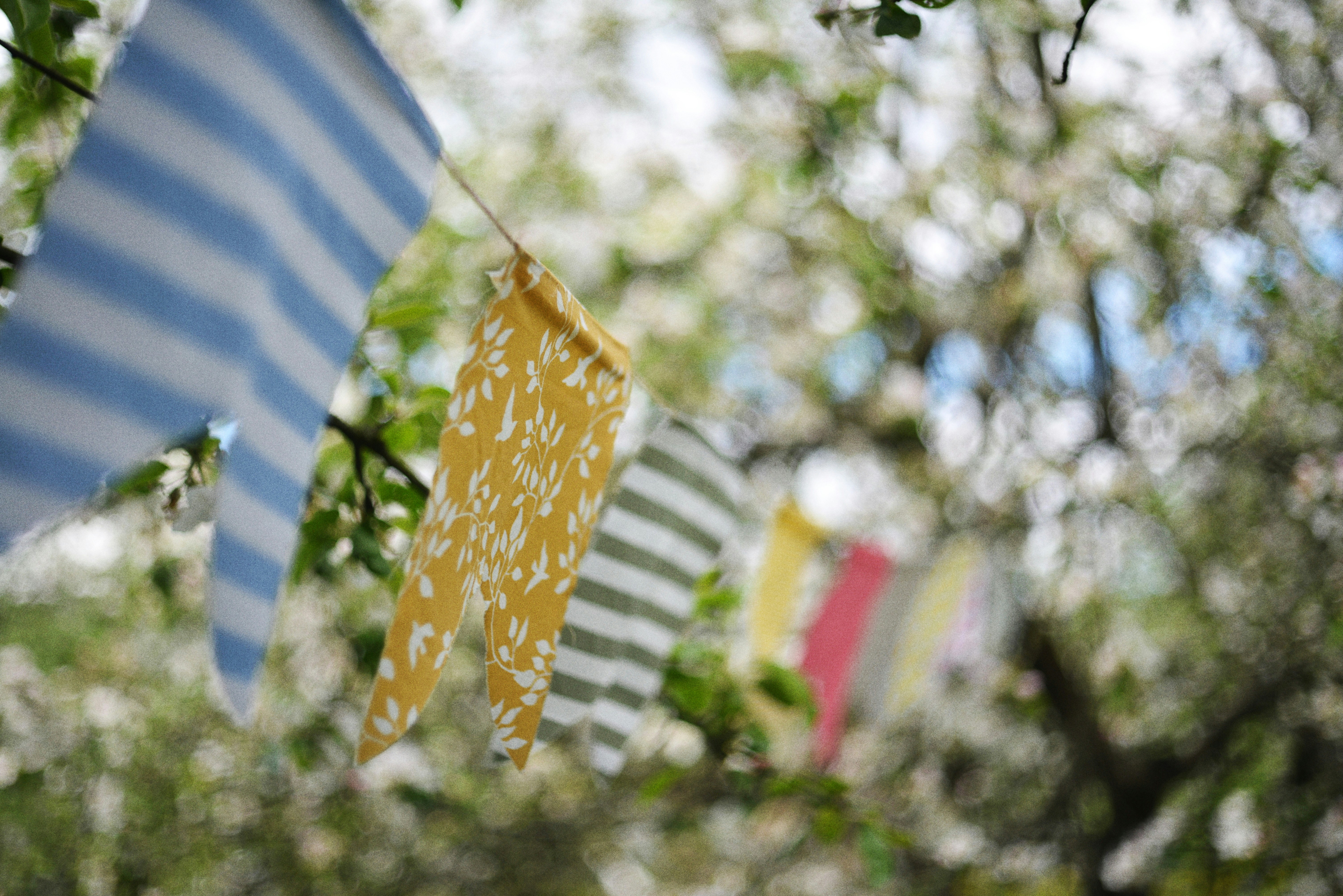 Stripes in the Breeze: Colorful Flags Dancing above Blossoming Branches