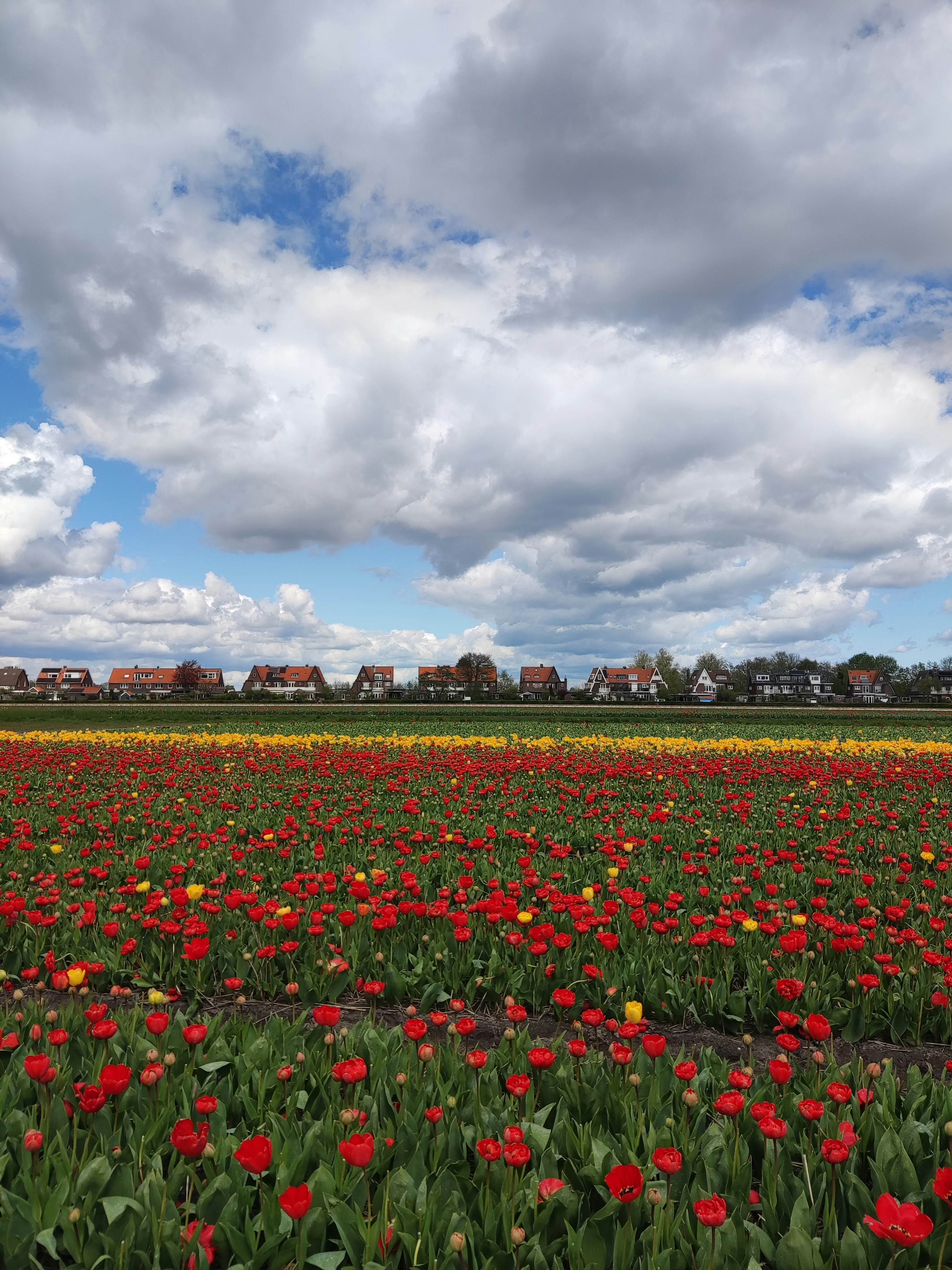 Field of red and yellow tulips stretching towards houses under a sky filled with dramatic clouds.