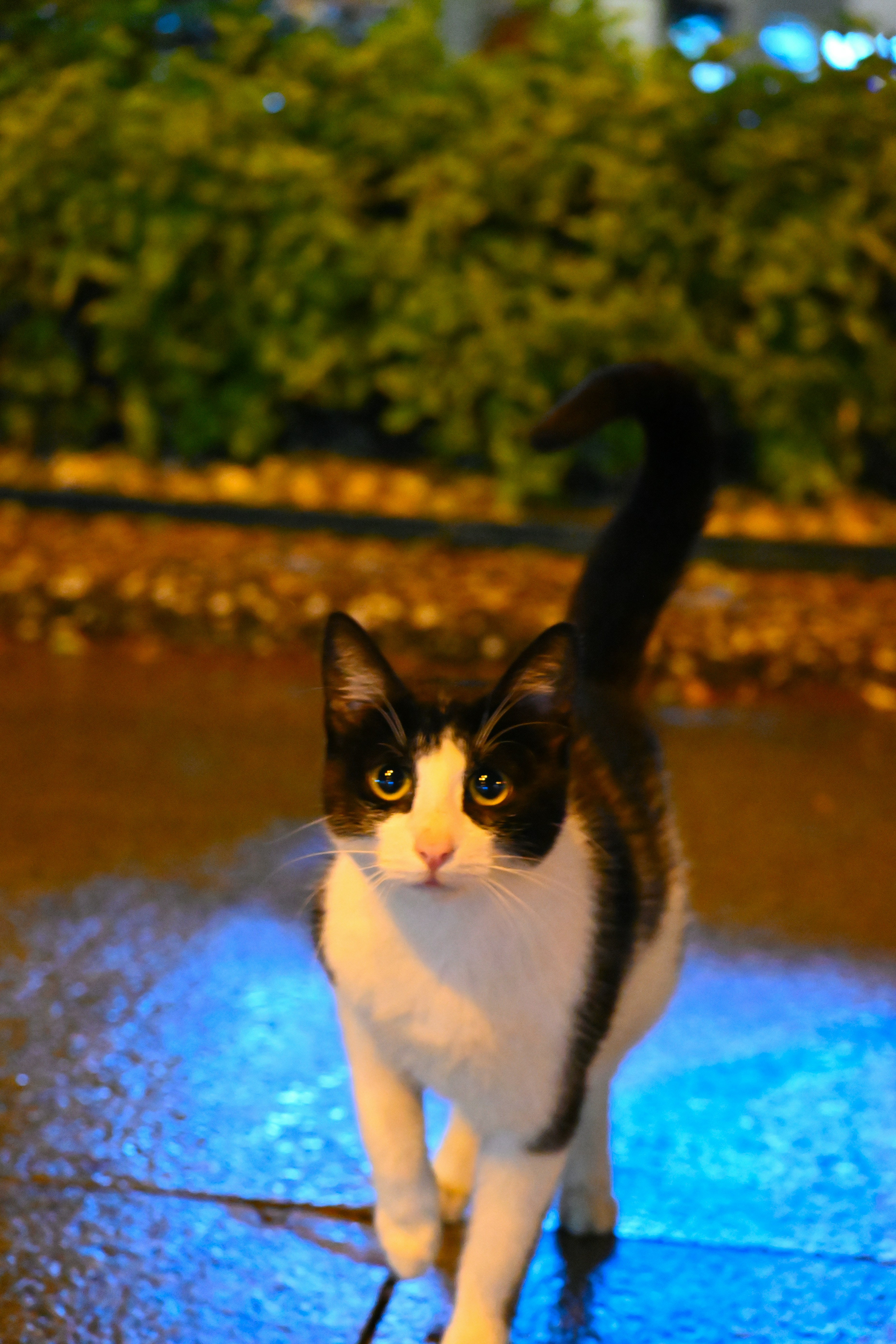 Photo by Amin Zabardast with Nikon Z30