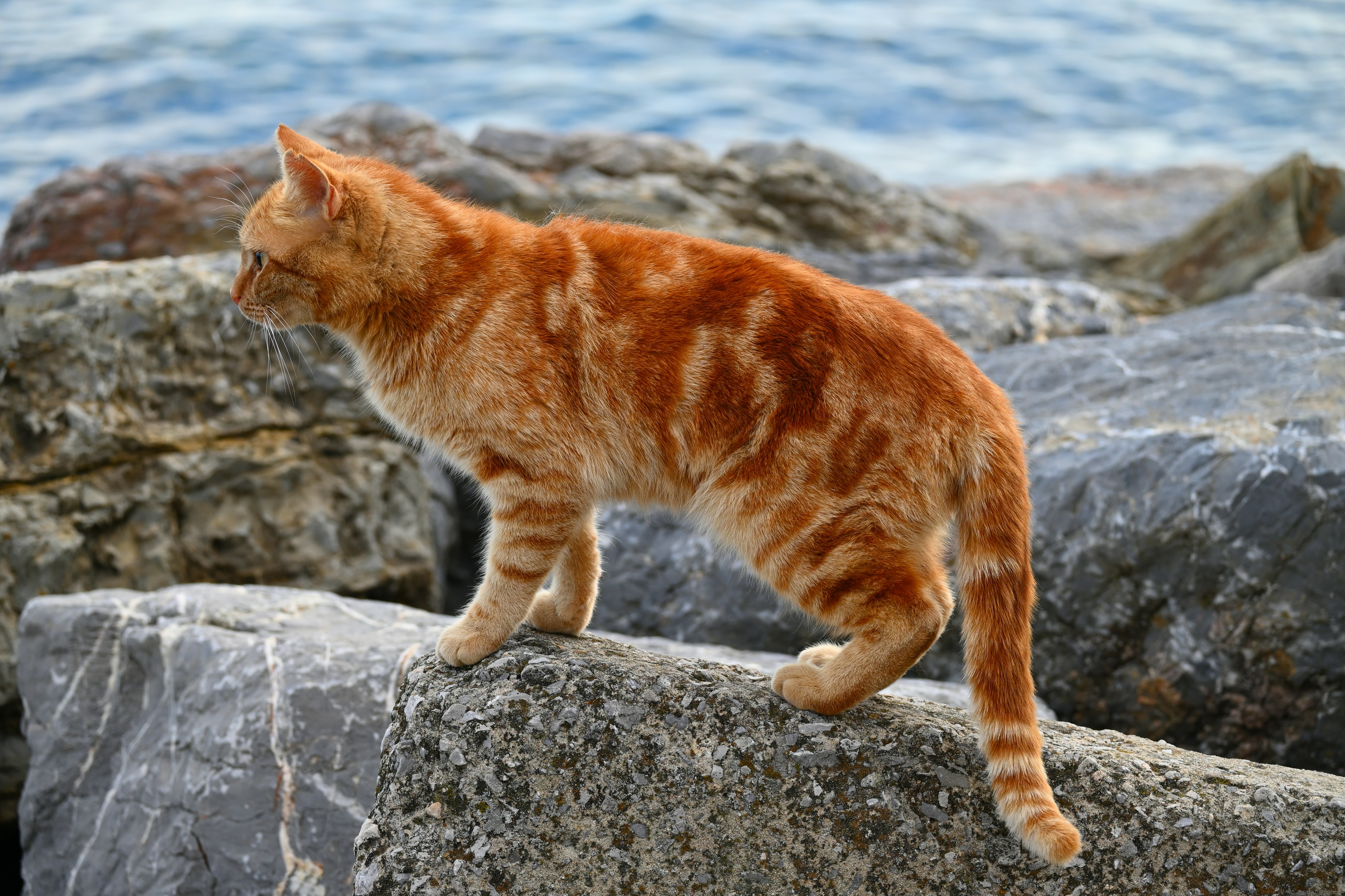 Amber Scout on Seaside Granite