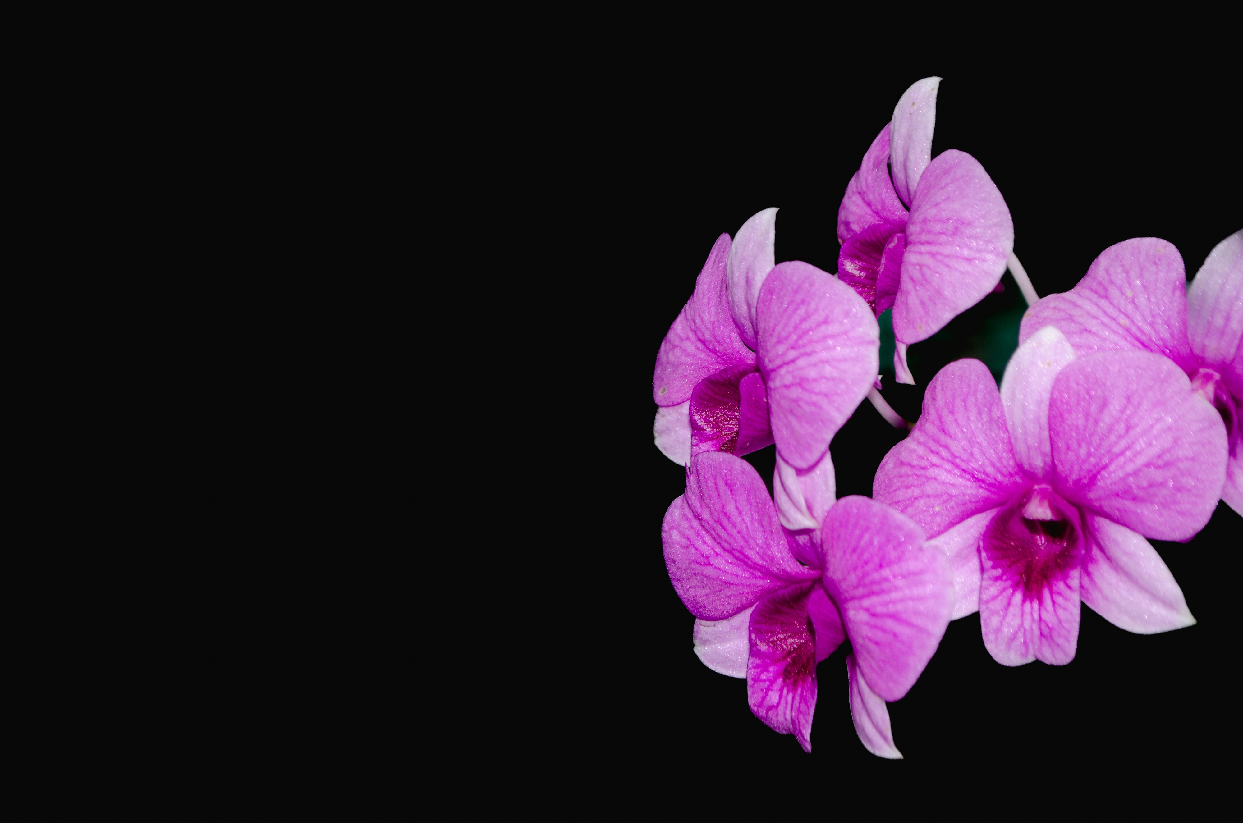 Pink Orchid Cascade Crossing the Black Veil