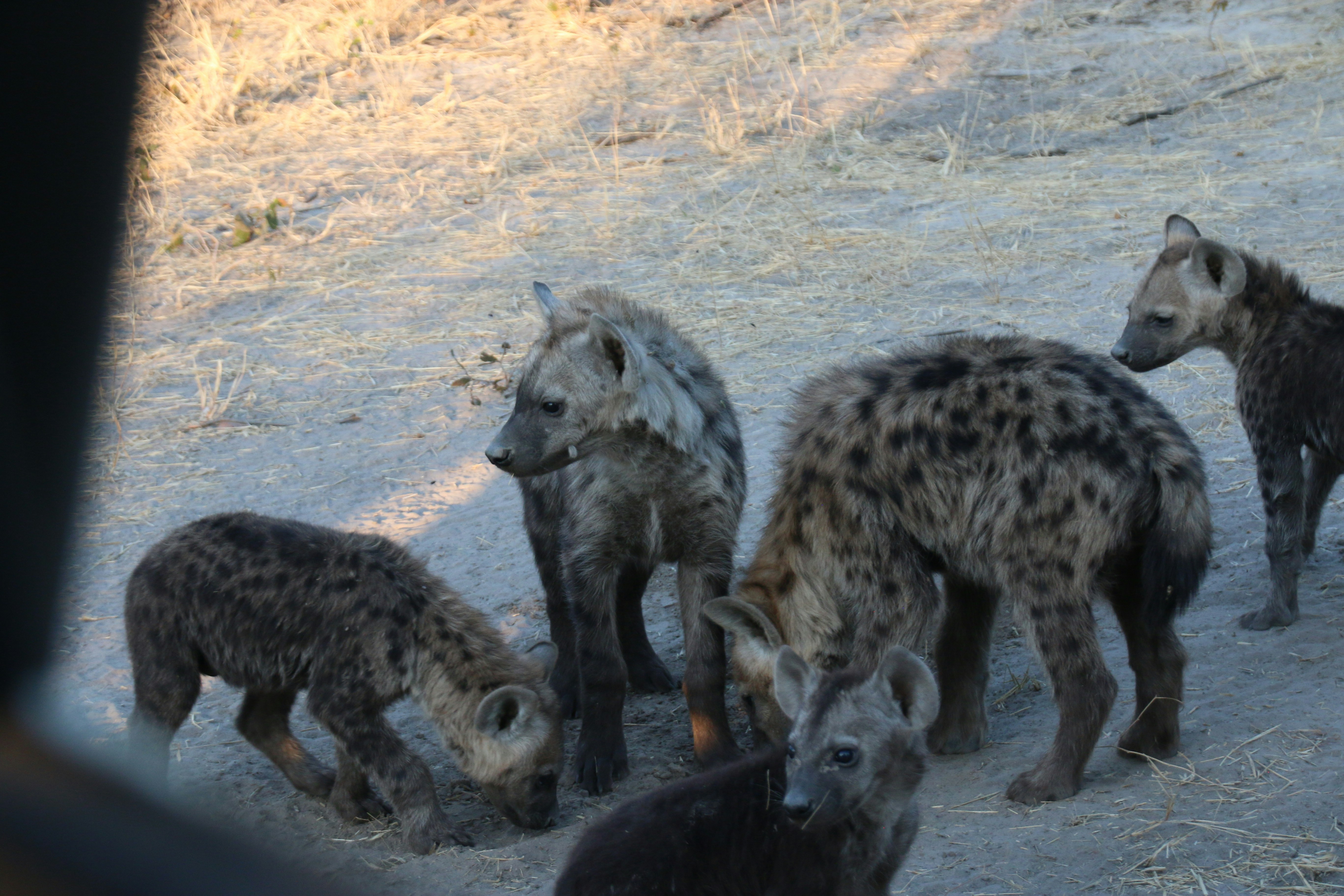 A group of hyenas standing around in the dirt photo – Free Wildlife ...