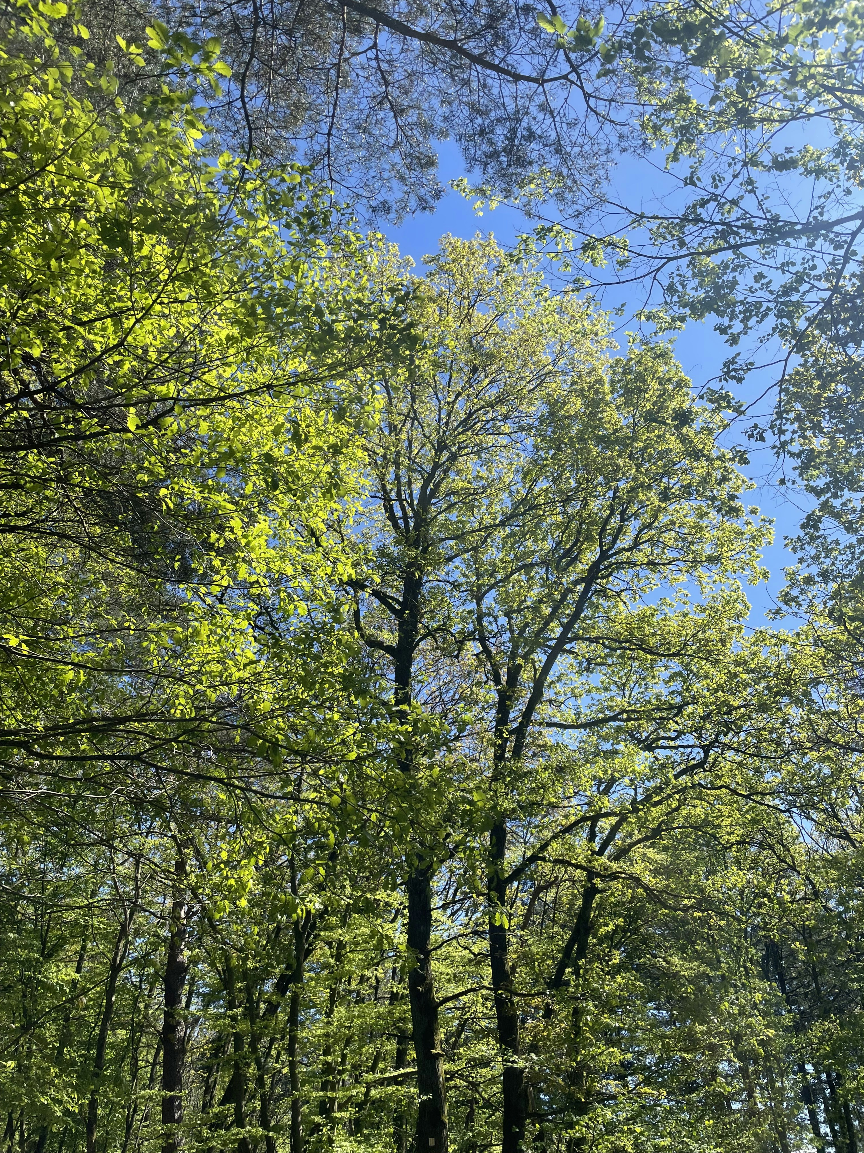 Photo by Bernd 📷 Dittrich with Apple iPhone 12 Pro