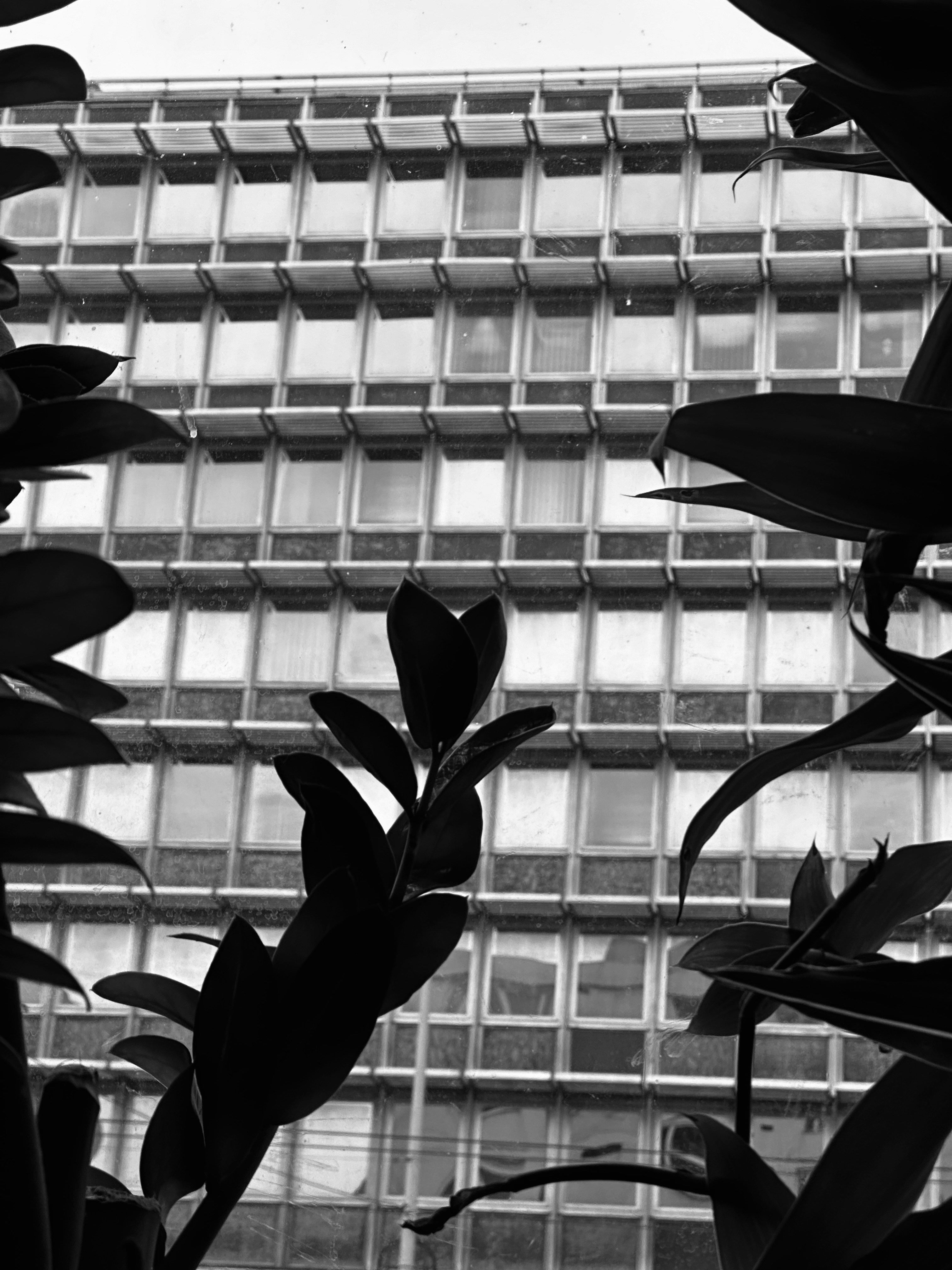 Silhouetted Foliage Framing a Geometric Glass Facade