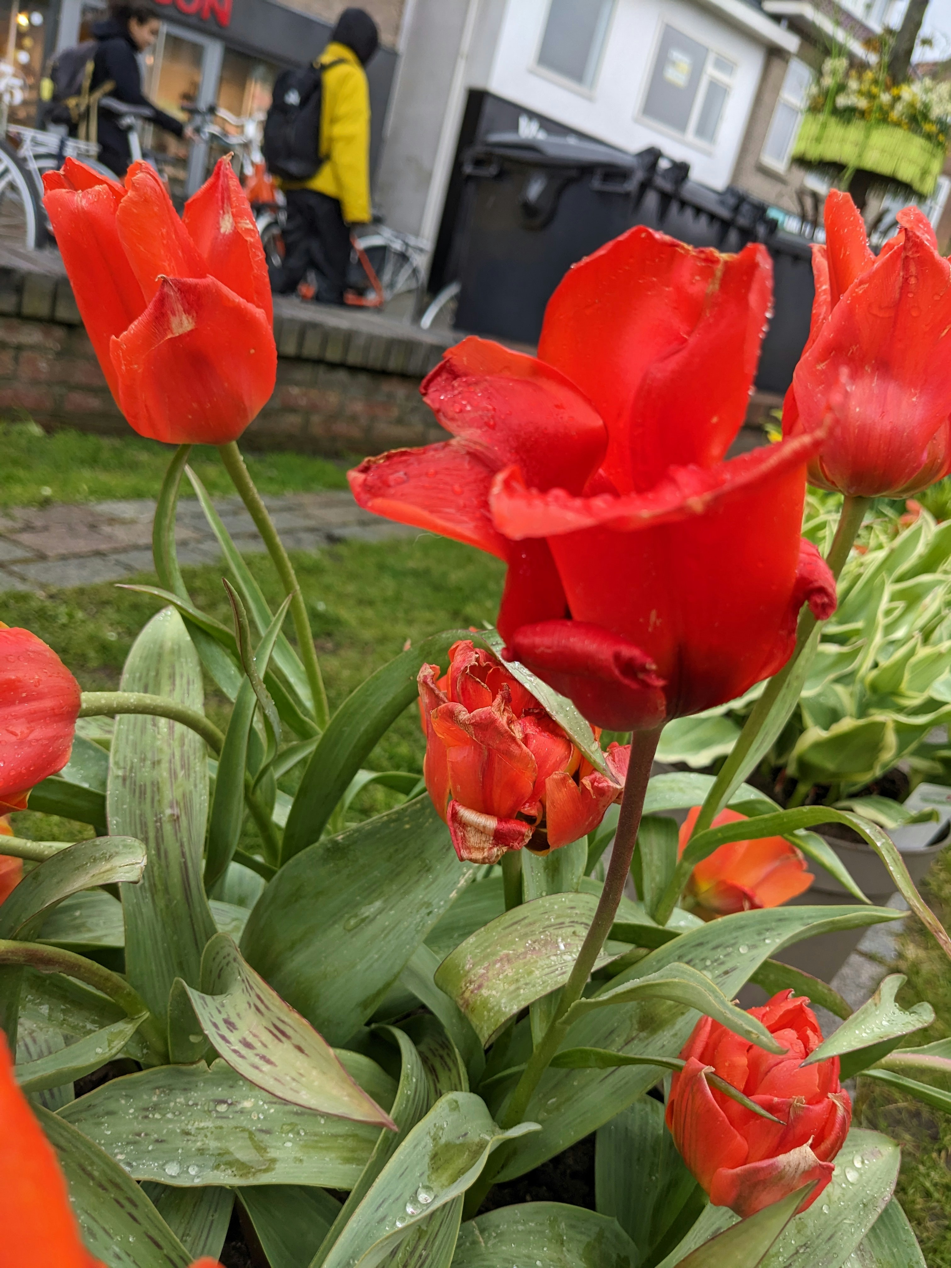 Crimson Tulips Framing a Quiet City Street