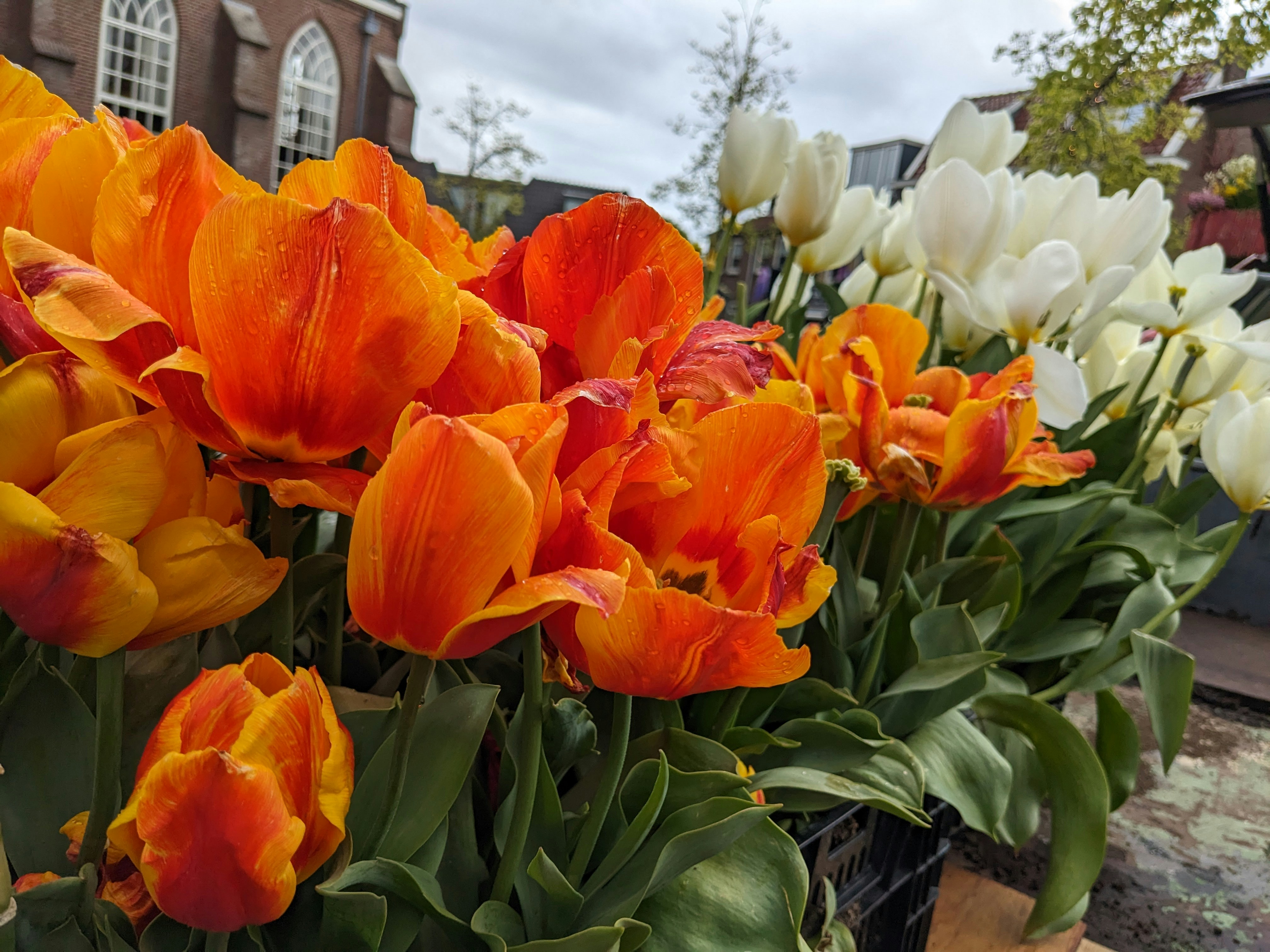 A bunch of orange and white tulips in a flower bed photo – Free Flower ...
