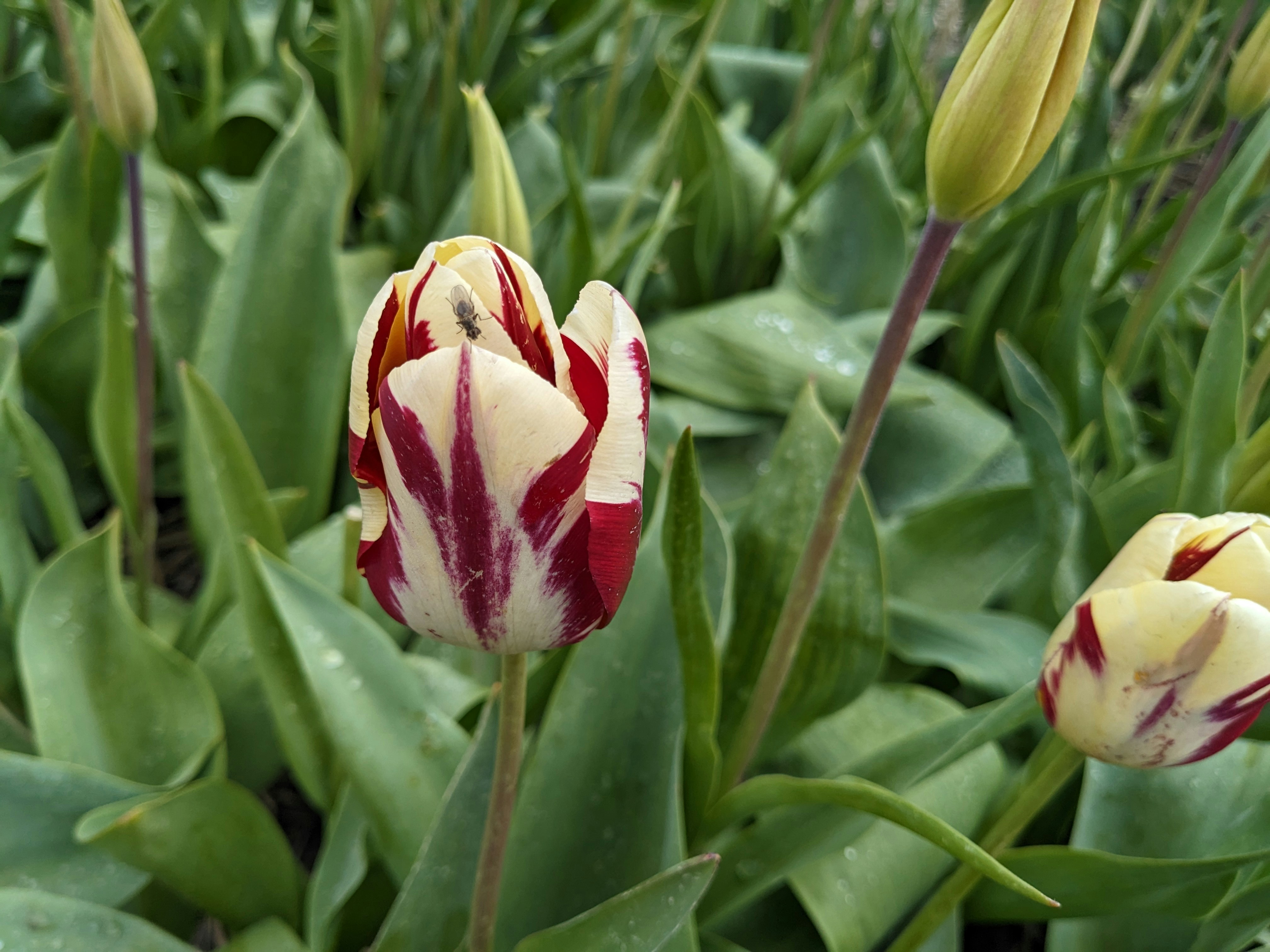 Crimson and Cream Tulip Symphony
