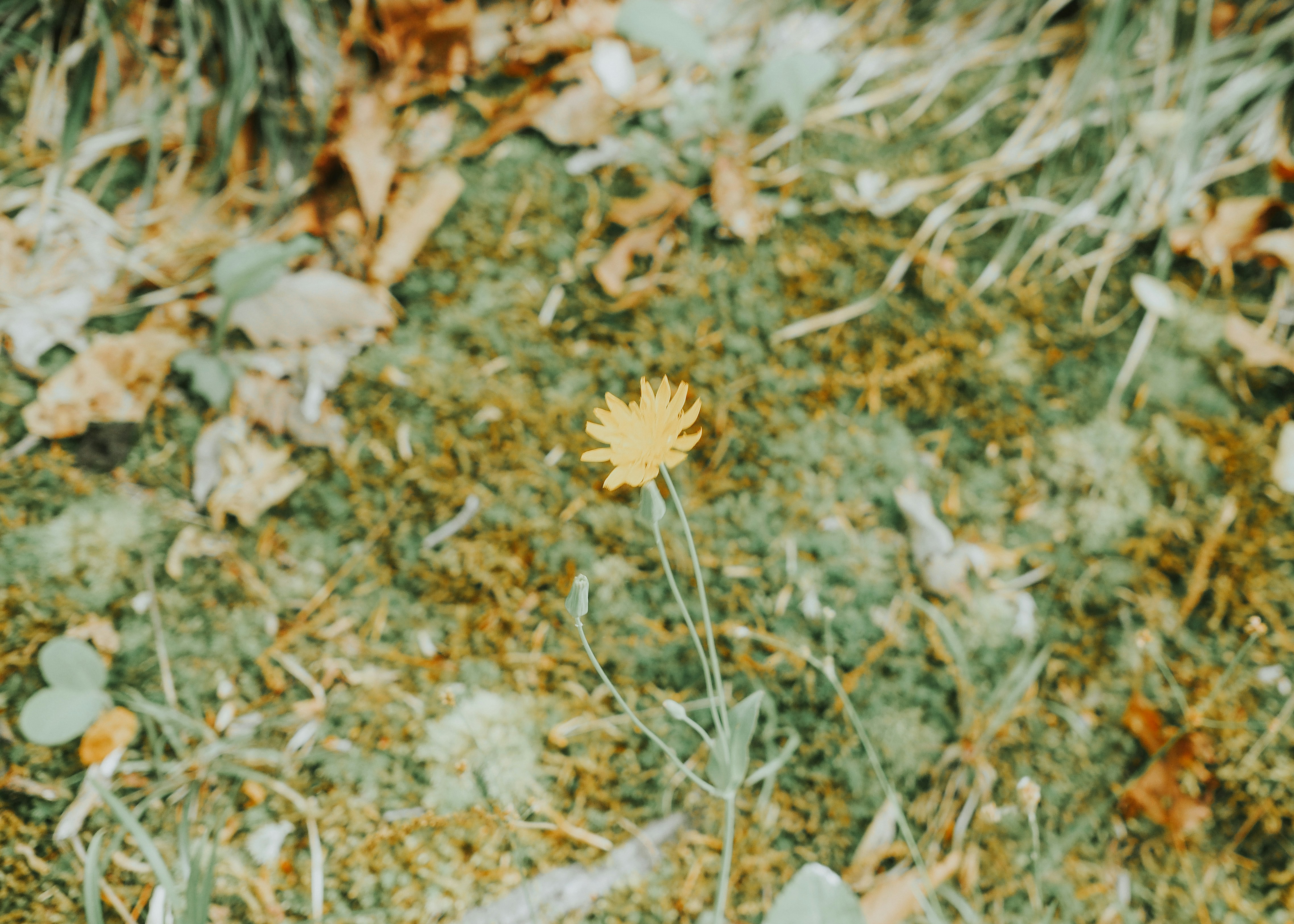 Lone Yellow Bloom Rising Through a Mossy Carpet