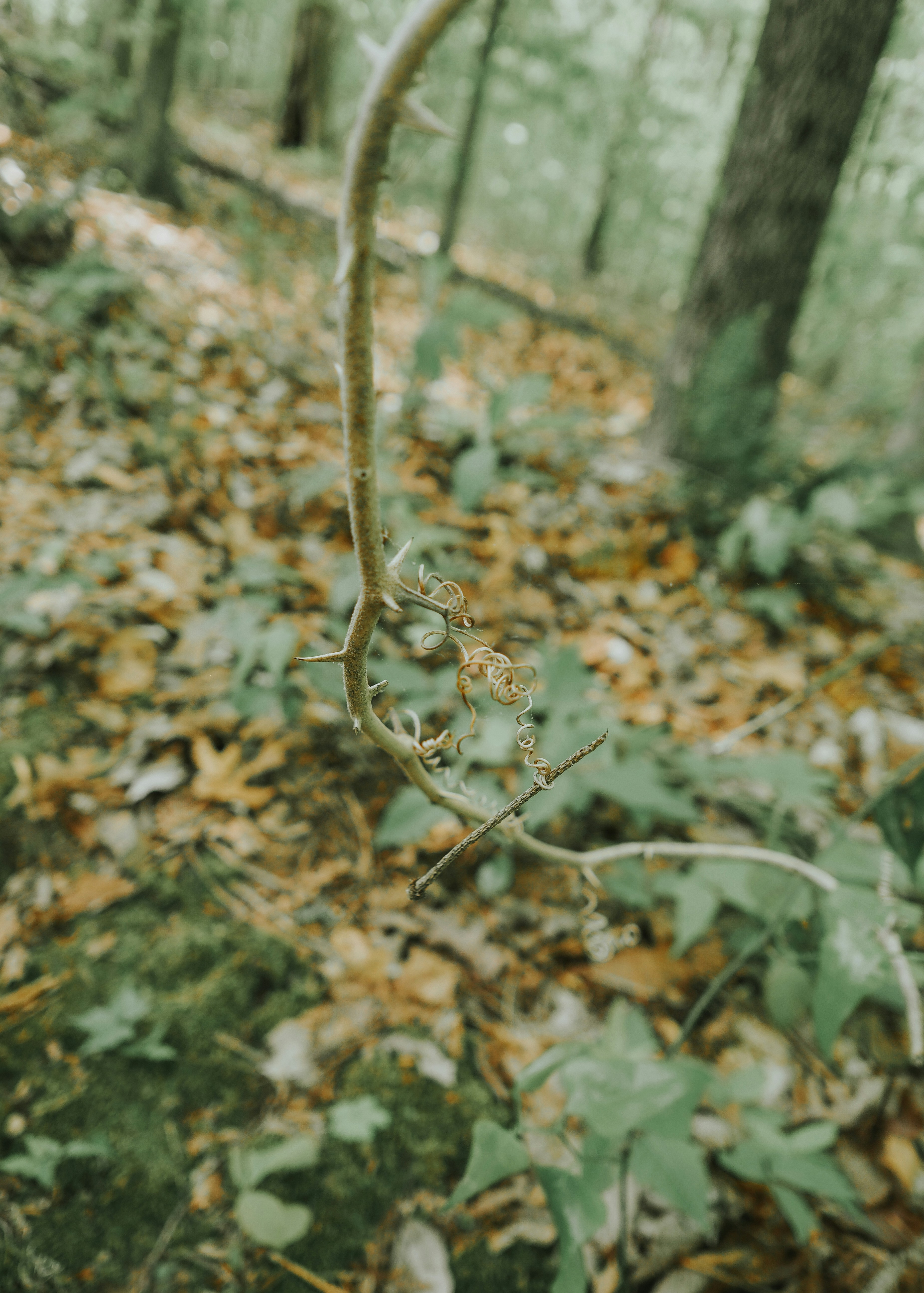 Vine's Quiet Spiral in a Mossy Forest Understory