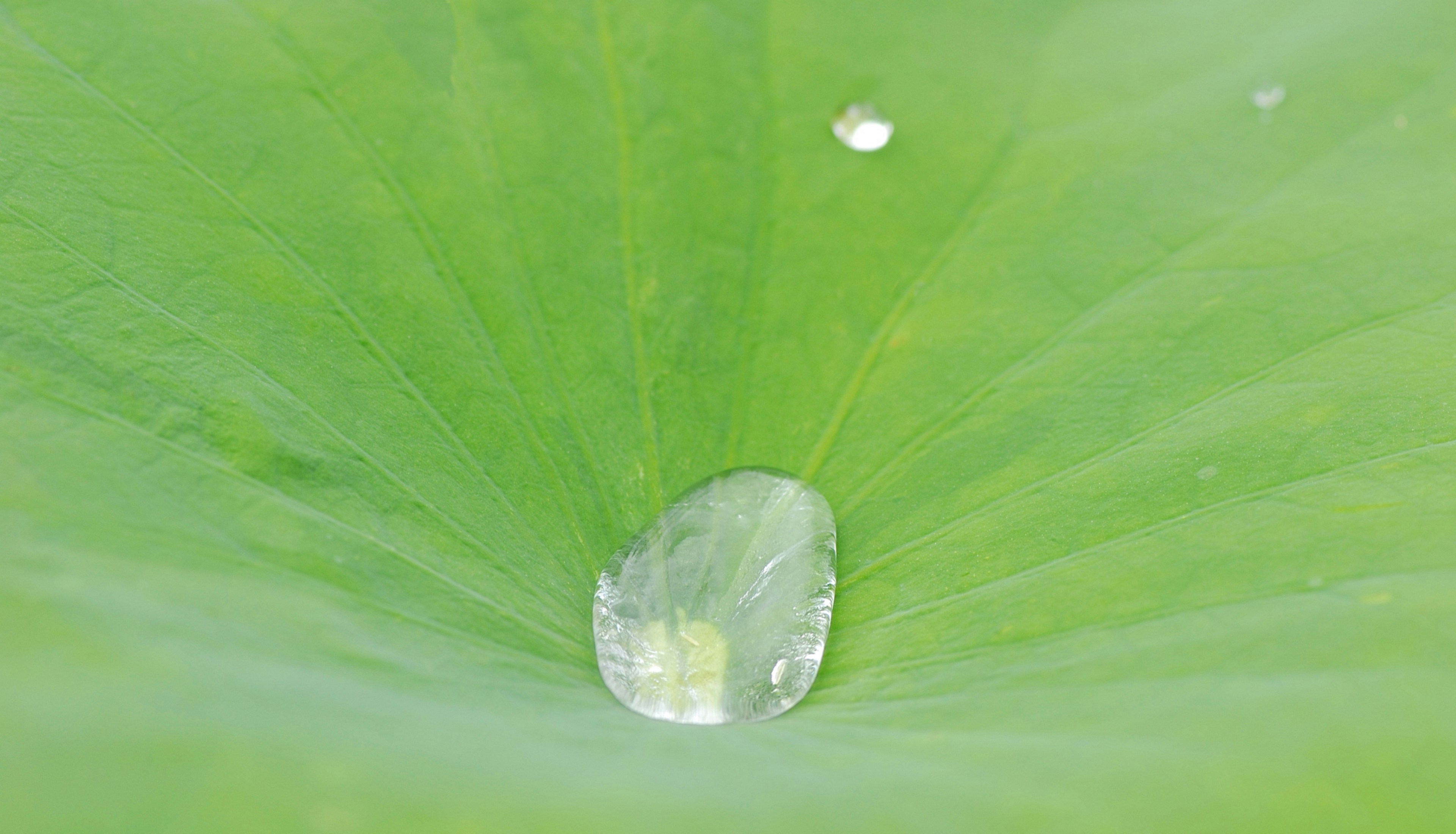 A green leaf with a drop of water on it photo – Free Leaf Image on Unsplash