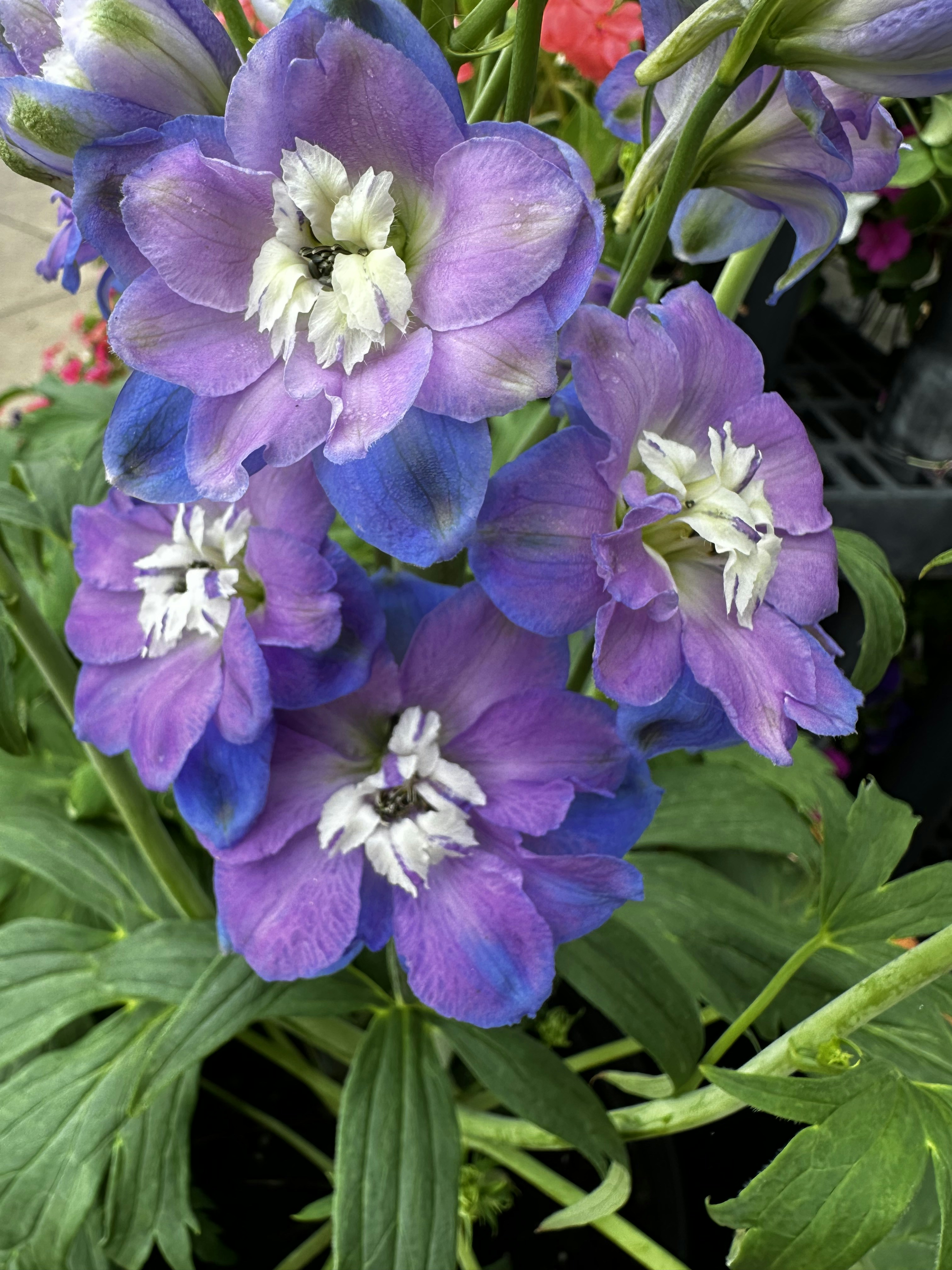 Delphinium Constellation: Close-Up of Violet Petal Whorls with Pale Centers