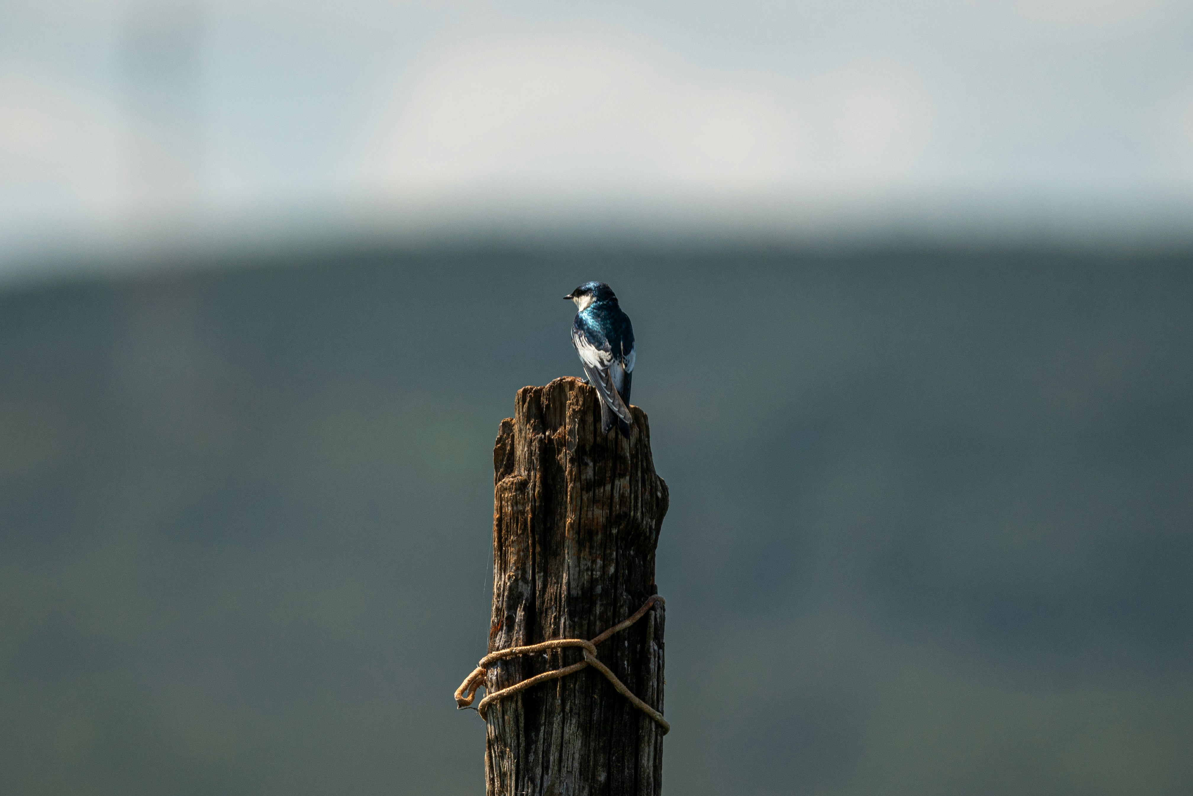 Perched Sentinel: Blue-and-White Bird on a Weathered Post