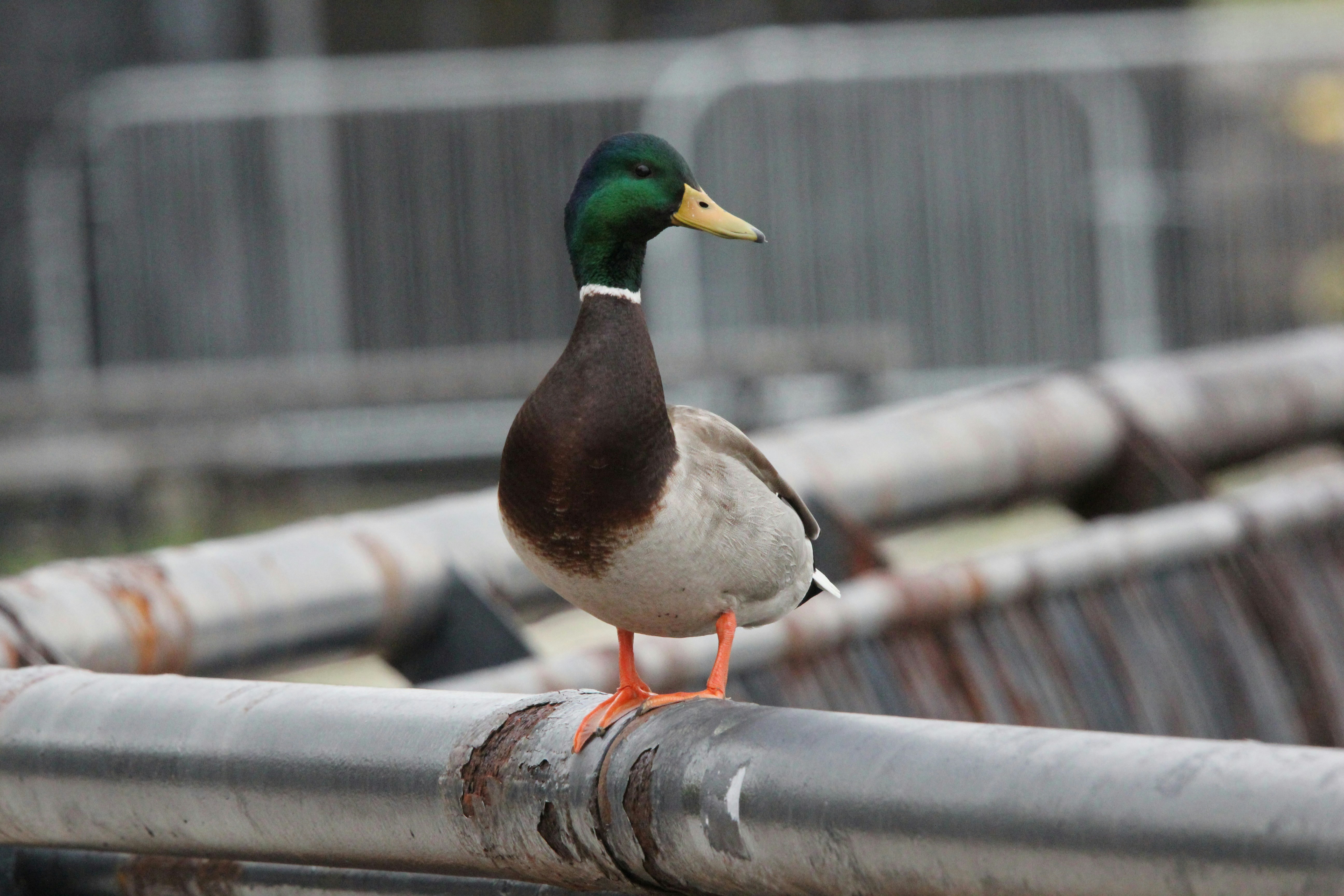 Mallard duck perched gracefully on a metallic railing in an urban setting, showcasing its vibrant plumage against a muted backdrop.