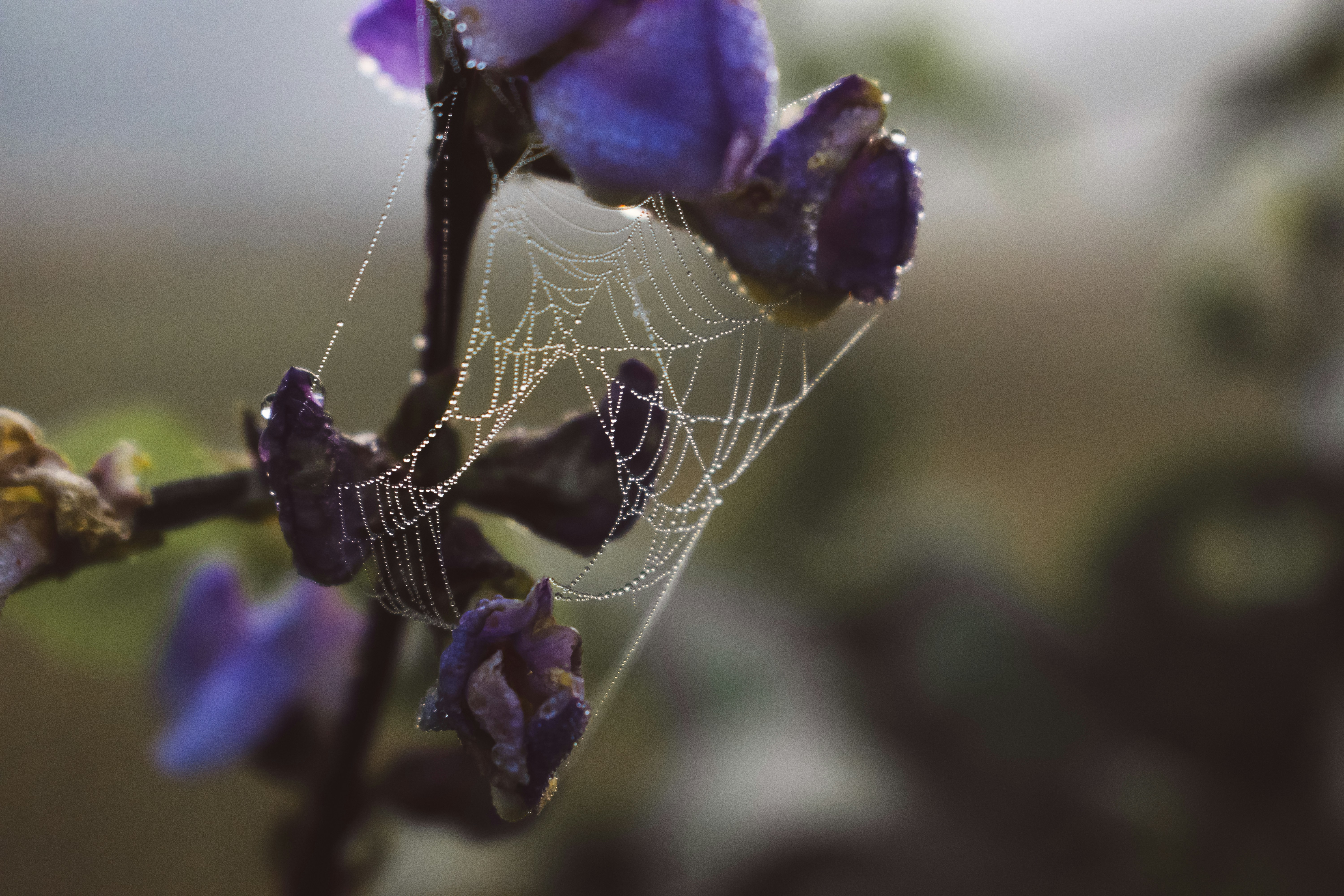 Dew-Spun Web Between Lavender Blooms at Dawn