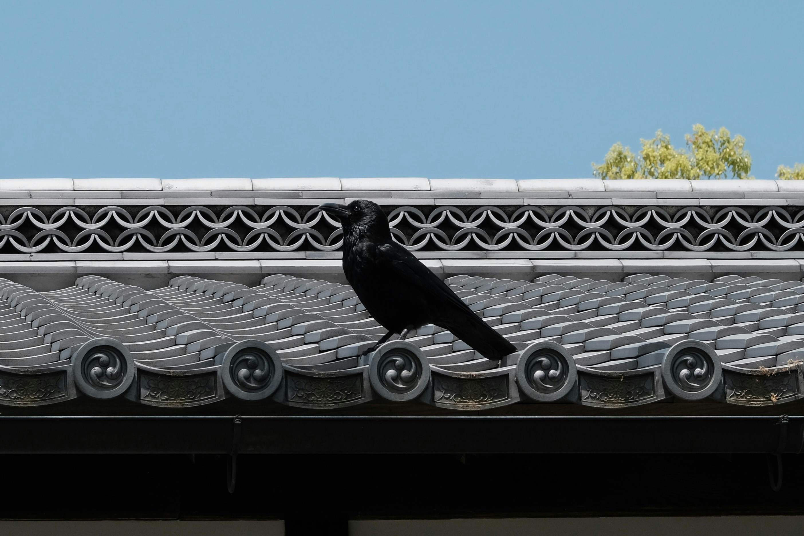 Black Sentinel on a Tessellated Tile Roof Under a Clear Sky
