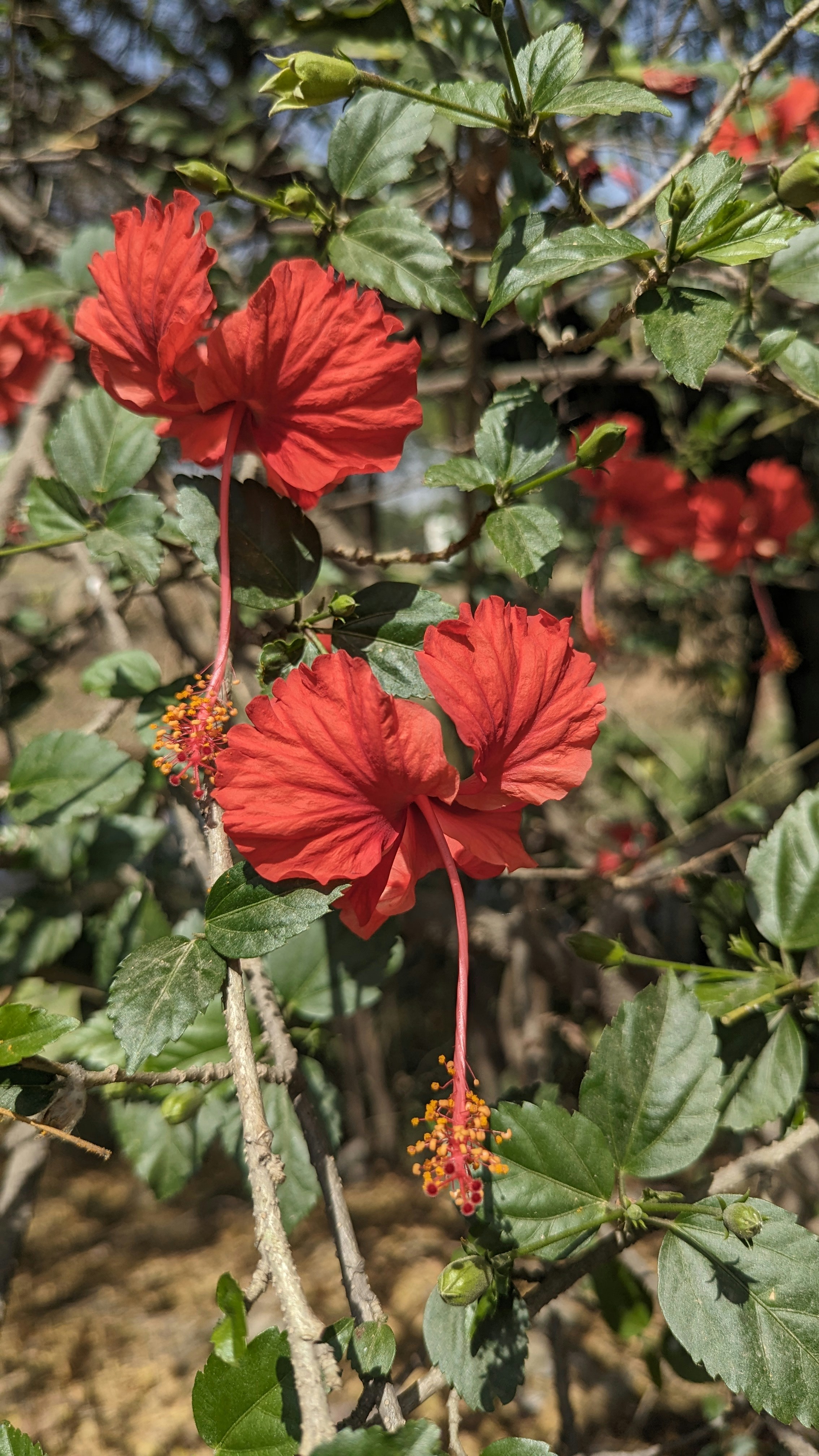 Crimson Hibiscus in Sunlit Focus: A Garden Moment