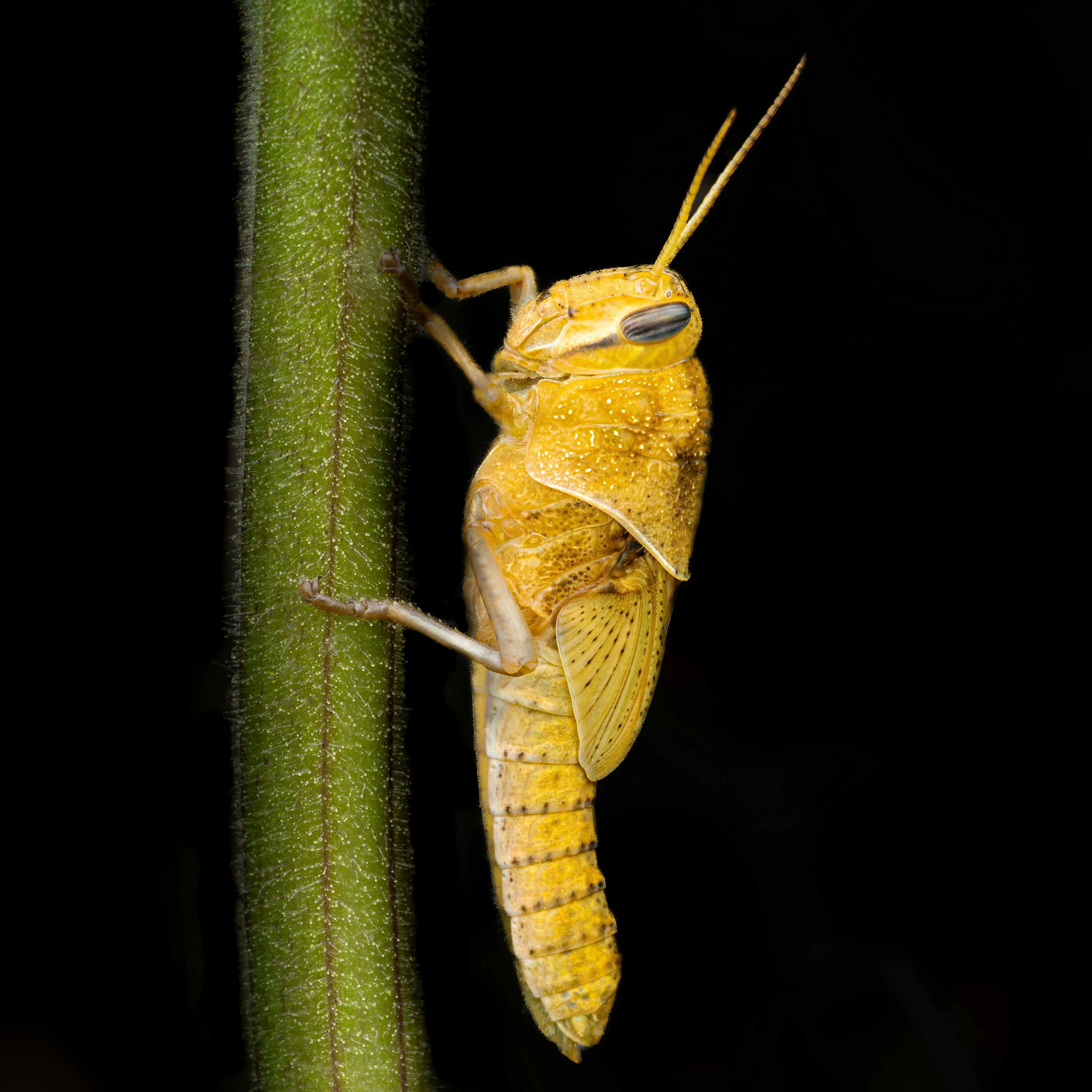 Yellow grasshopper clinging to a green plant stalk against a dark backdrop.