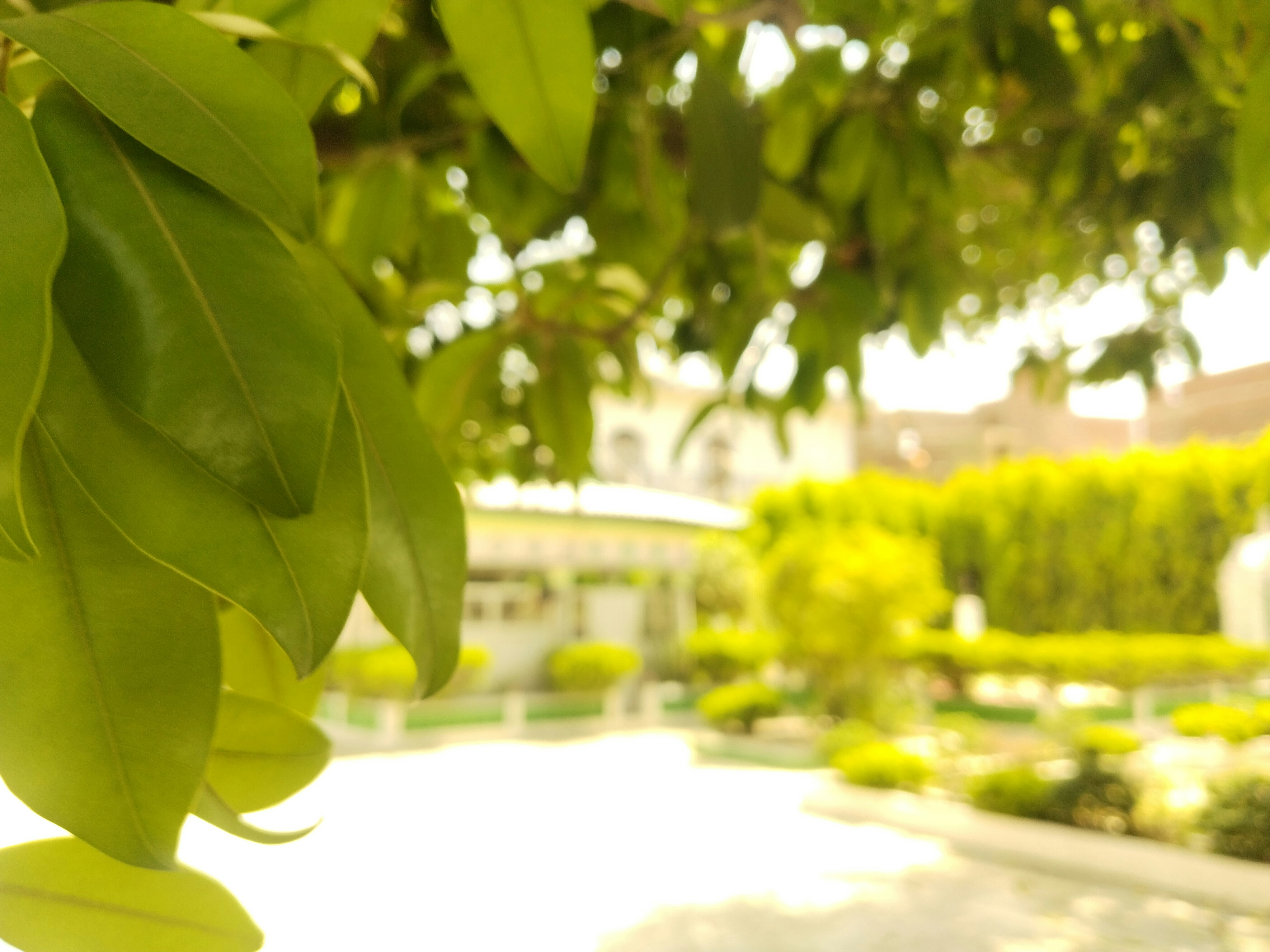 Green leaves in focus with a sunlit garden and house blurred in the background.