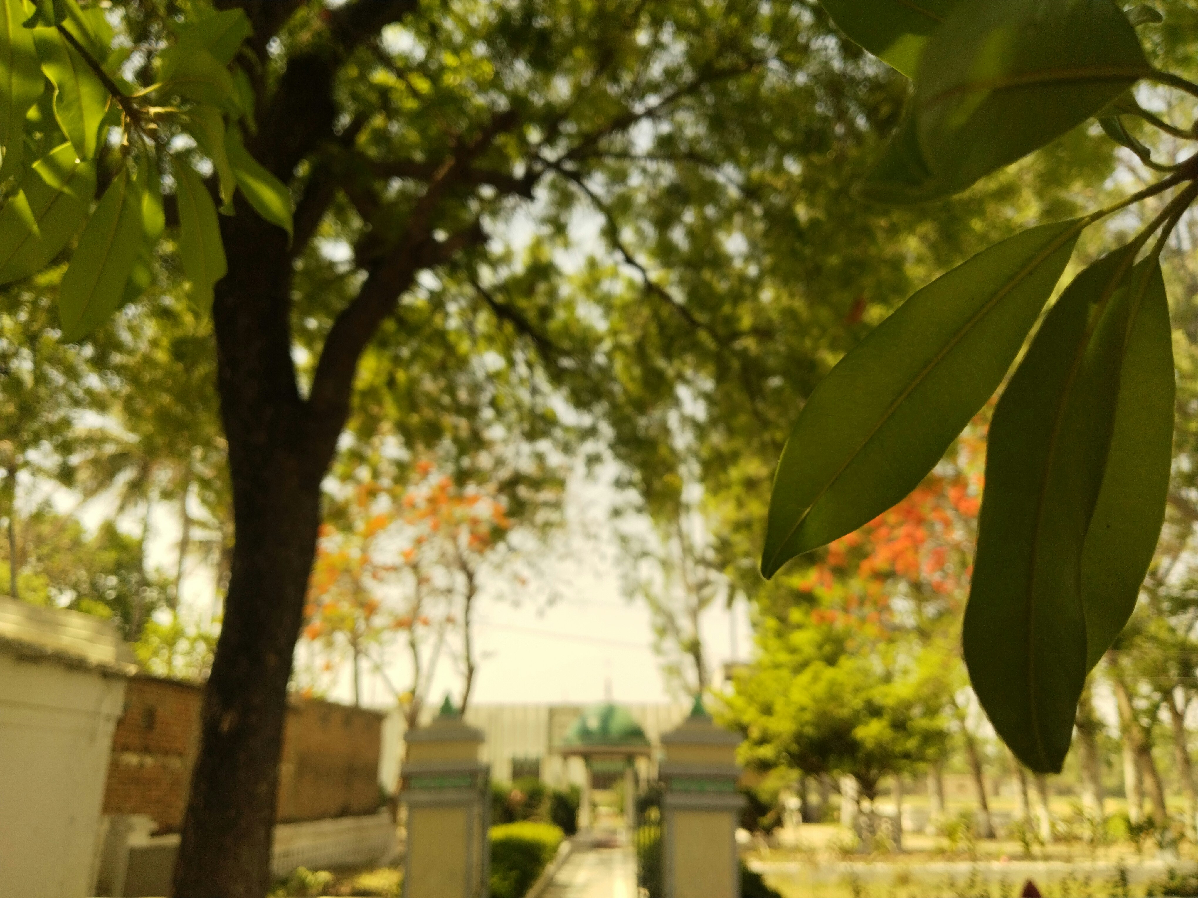 Leafy walkway framed by lush green foliage and dappled sunlight.