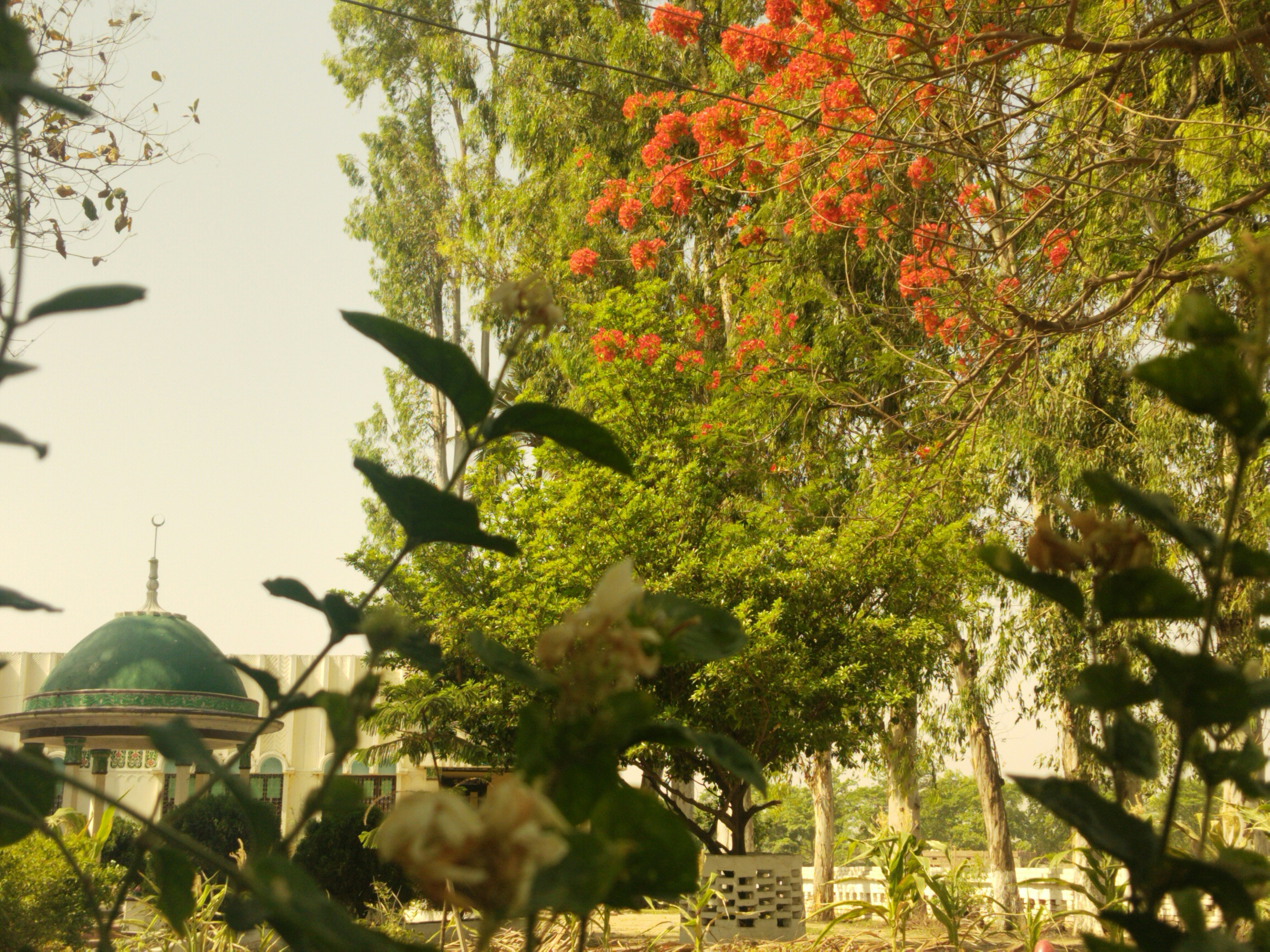 Lush trees with vibrant orange flowers framed by foliage, a domed structure visible in the background.