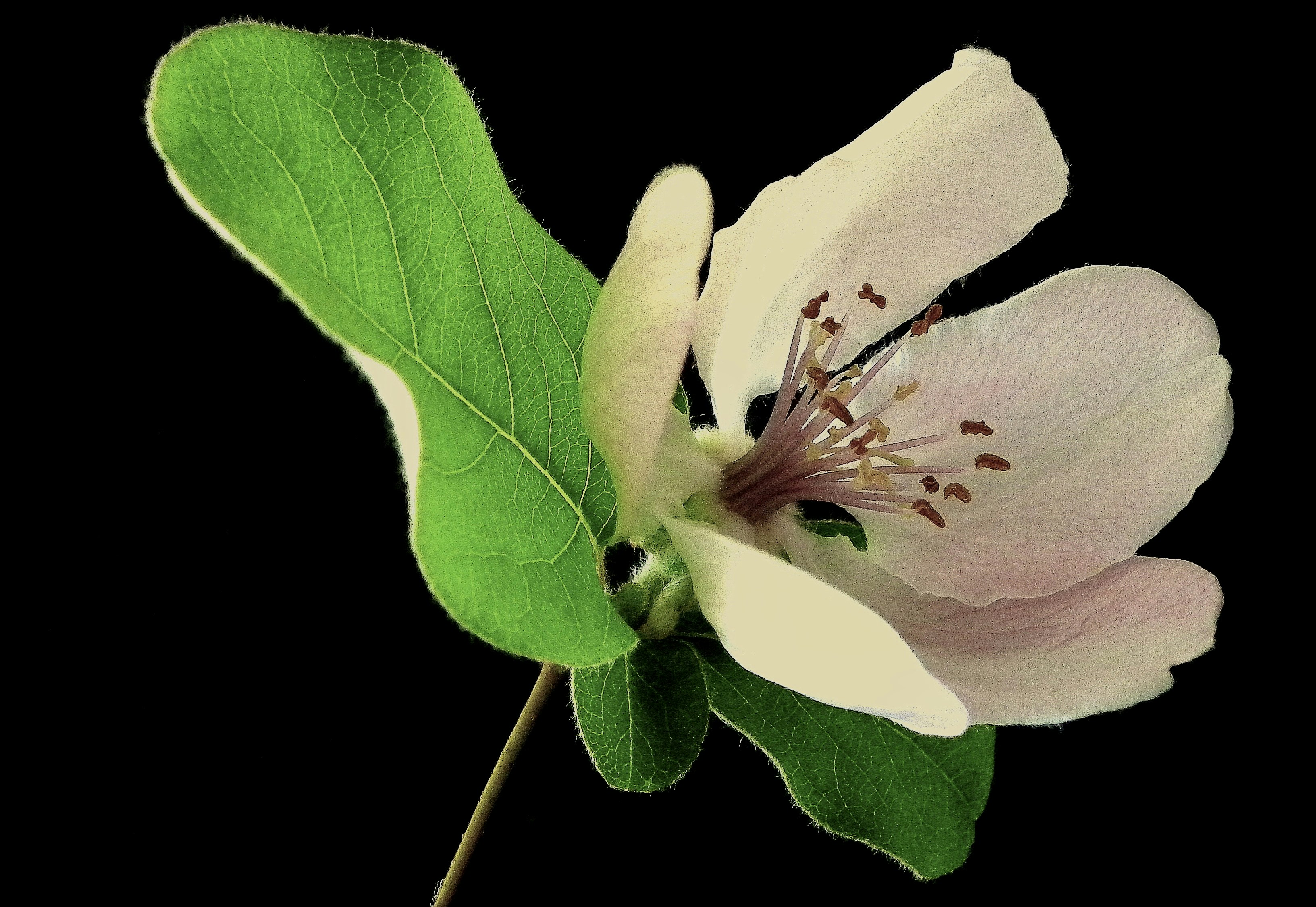 Close-up of a pale pink-white blossom with vivid green leaves against a black background, emphasizing petal texture and reproductive structures.