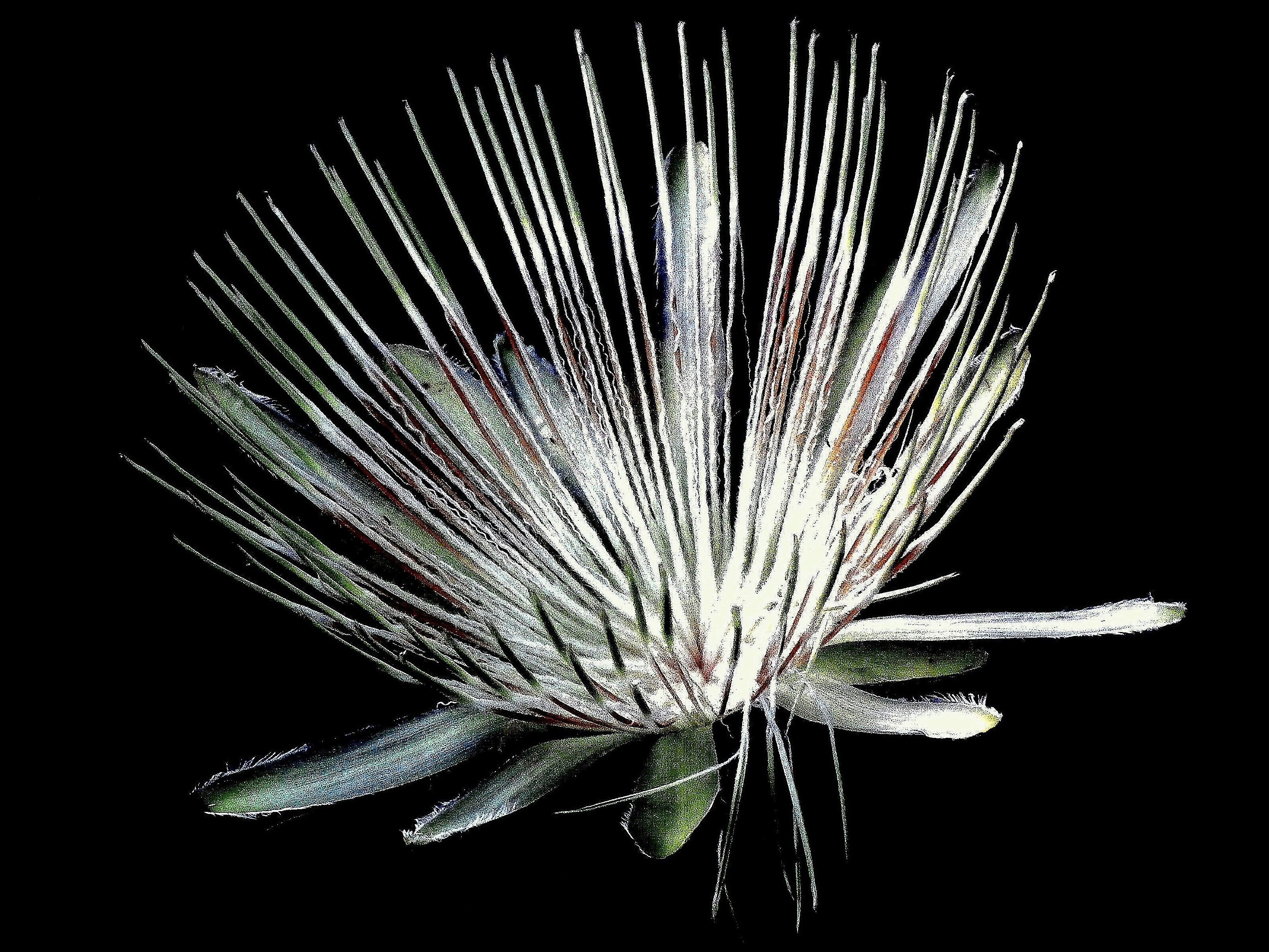 Nebula Bloom: White Filaments Crown in Noir